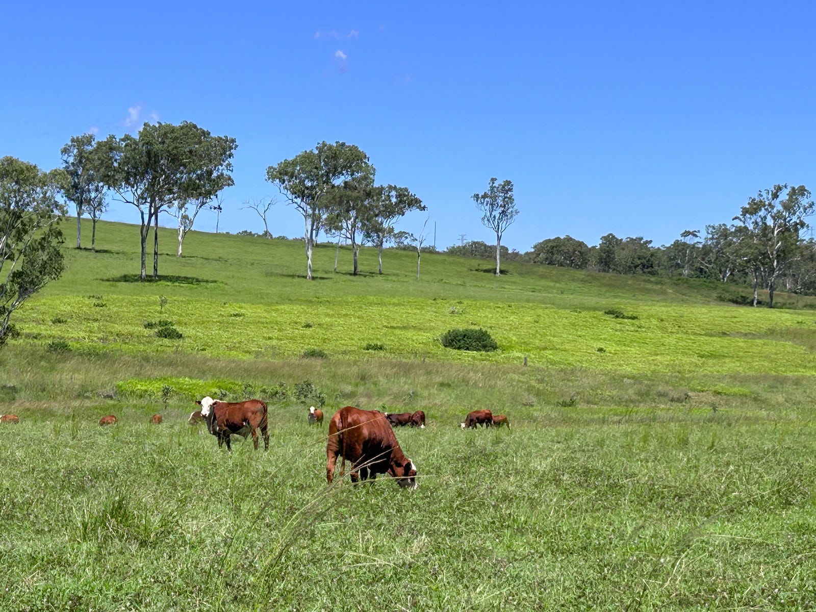 Rural Property For Sale Mount Fox Qld 4850