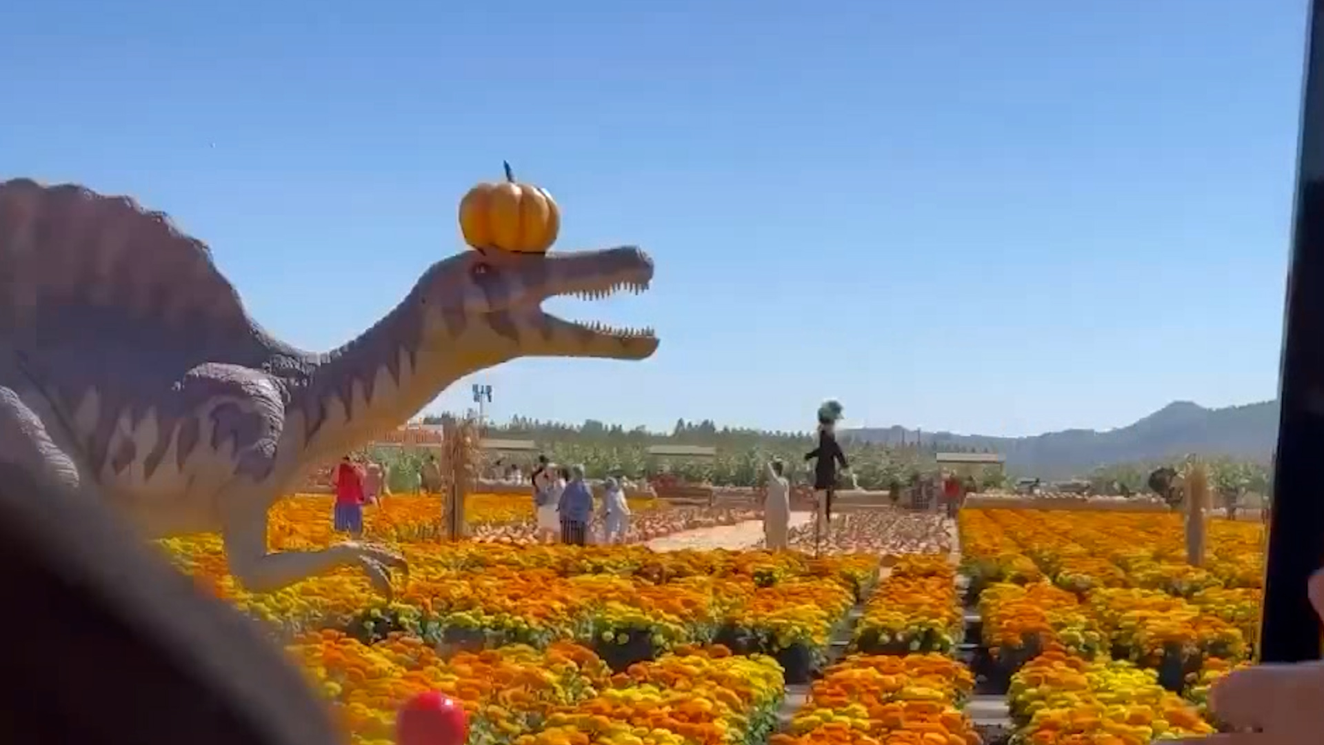 The Coolest Pumpkin Patch Of The Year - Videos from The Weather Channel