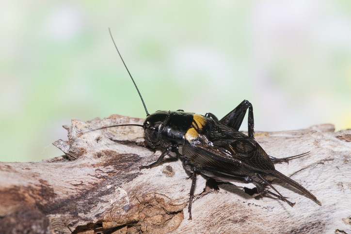 NEW Marine Weather Helper....Cricket Chirp Meteorology Discovery ...