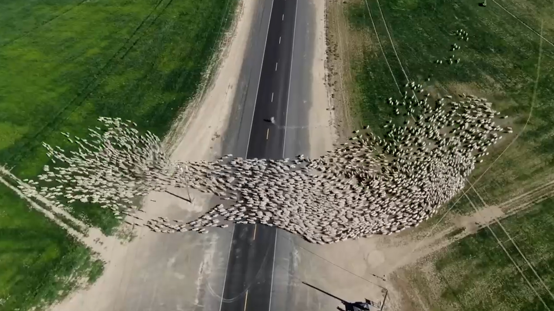 Caution: Massive Sheep Herd Crossing Highway - Videos from The Weather Channel