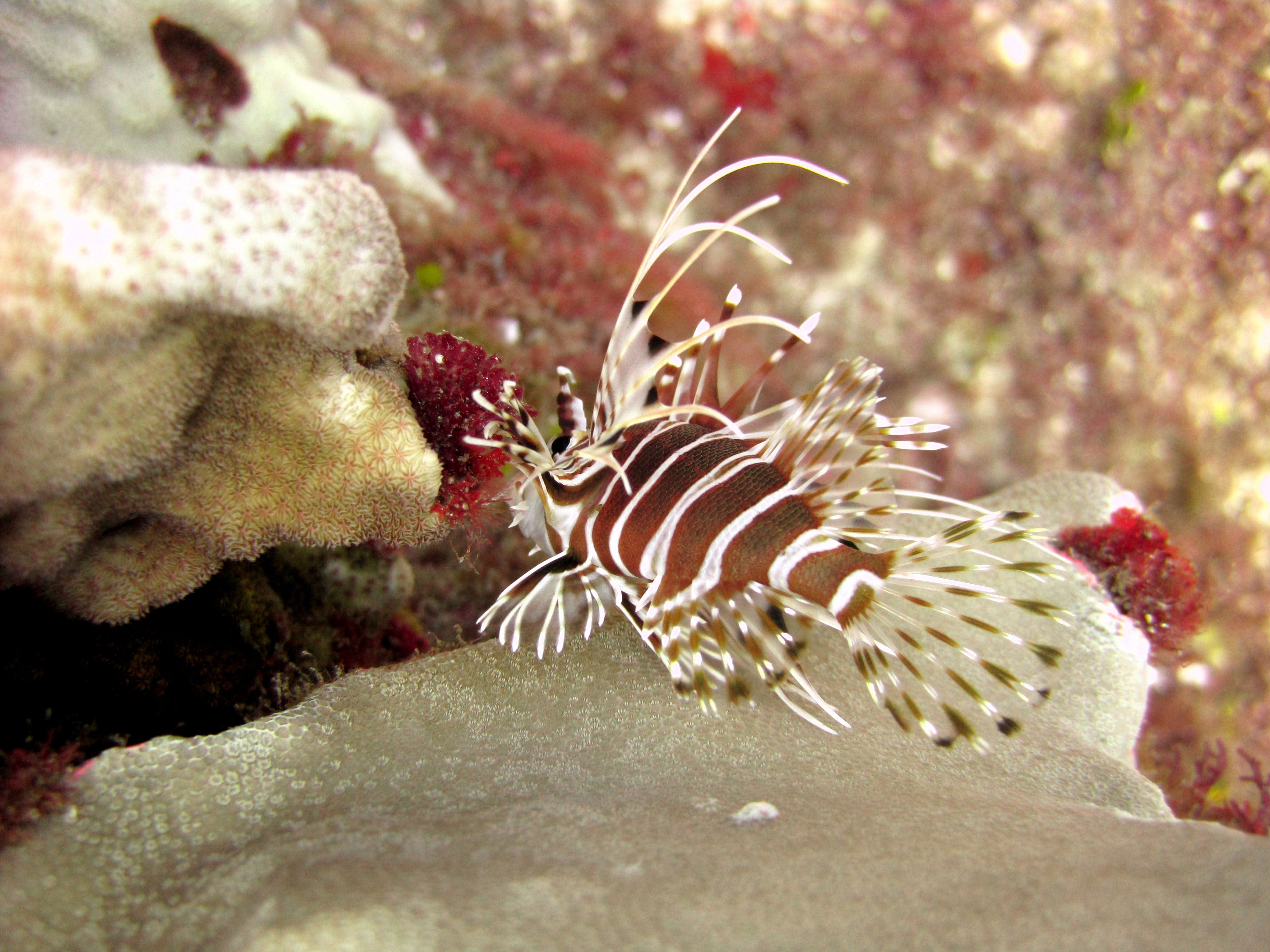 pl23_corl0006.jpg | National Oceanic and Atmospheric Administration