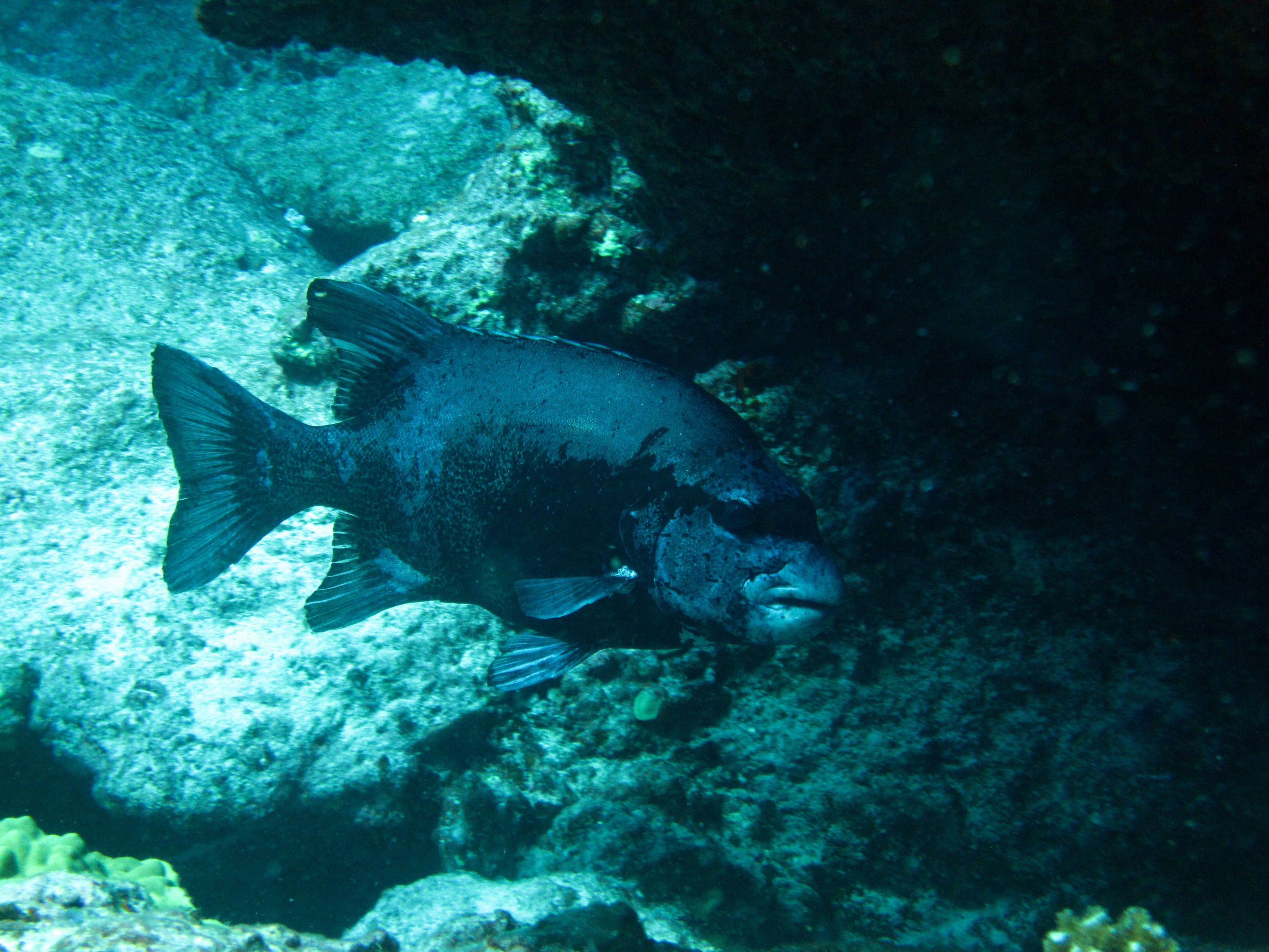 corl0075.jpg | National Oceanic and Atmospheric Administration