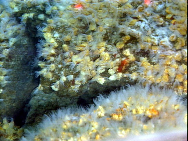 pl23_expl0022.jpg | National Oceanic and Atmospheric Administration