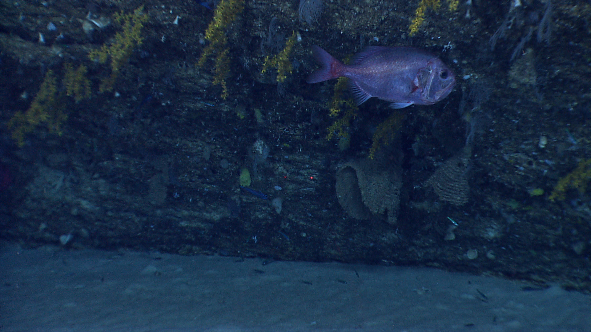 pl23_expn3367.jpg | National Oceanic and Atmospheric Administration