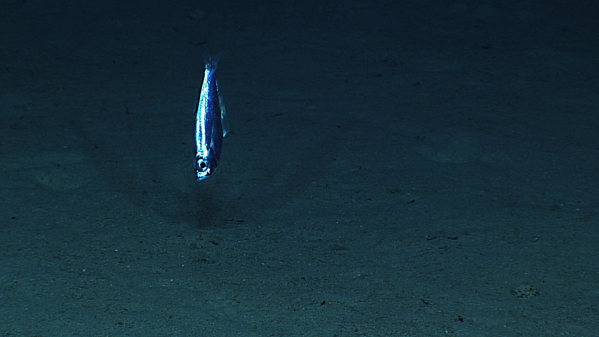 pl23_expn3374.jpg | National Oceanic and Atmospheric Administration