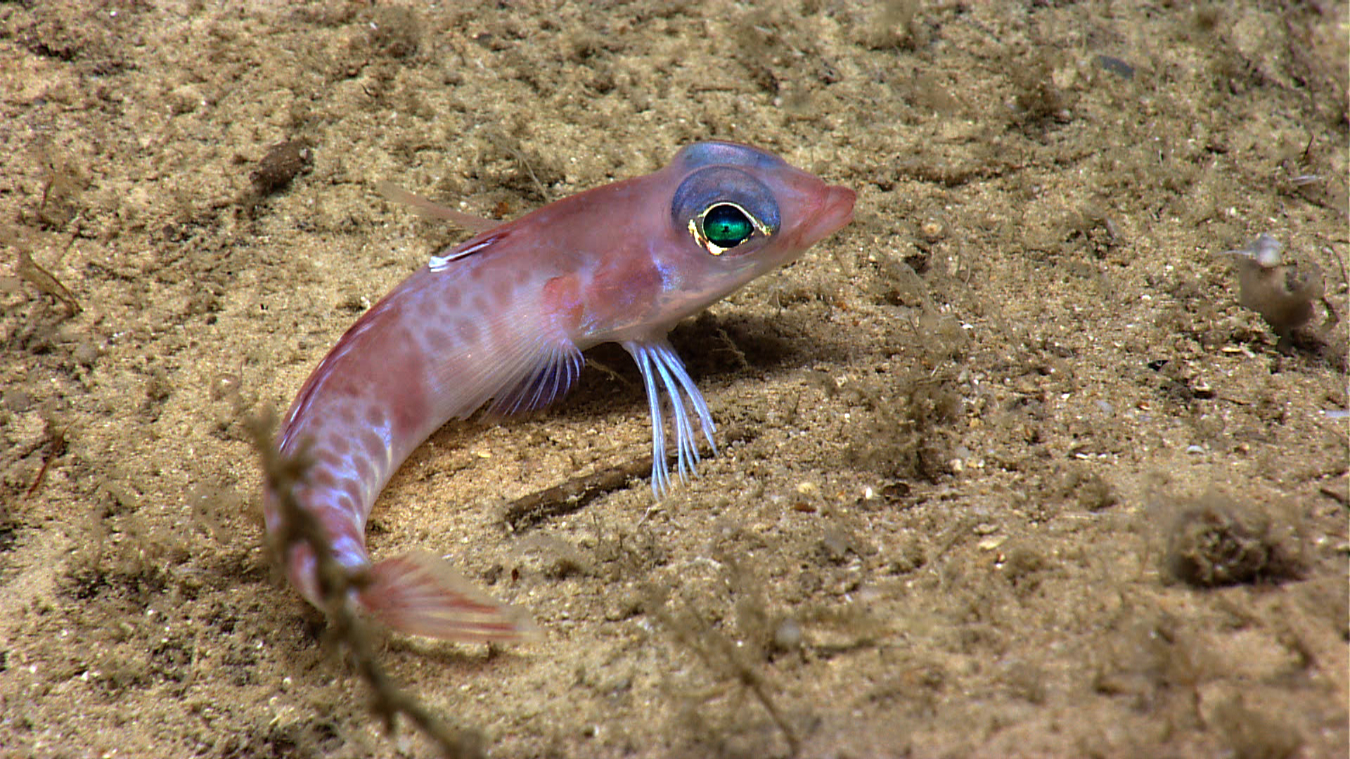 pl23_expn3378.jpg | National Oceanic and Atmospheric Administration