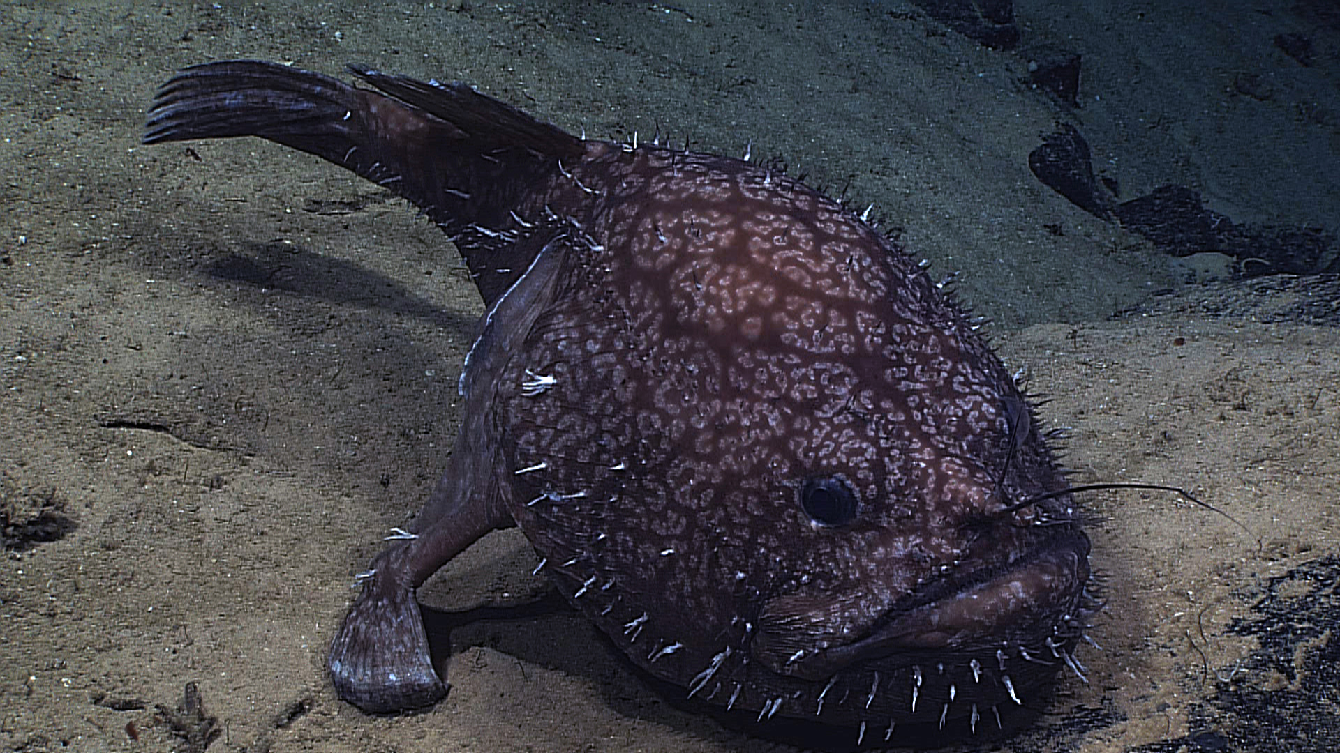 pl23_expn3398.jpg | National Oceanic and Atmospheric Administration