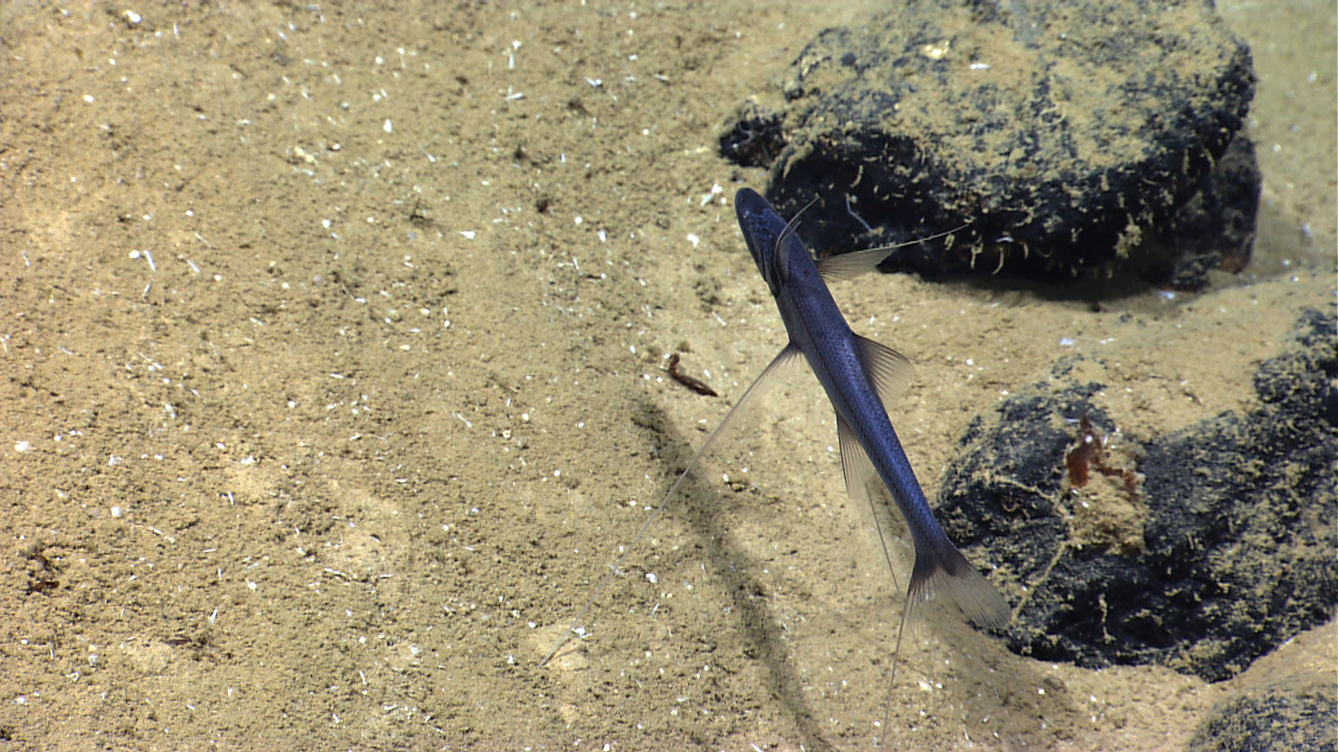 pl23_expn3419.jpg | National Oceanic and Atmospheric Administration