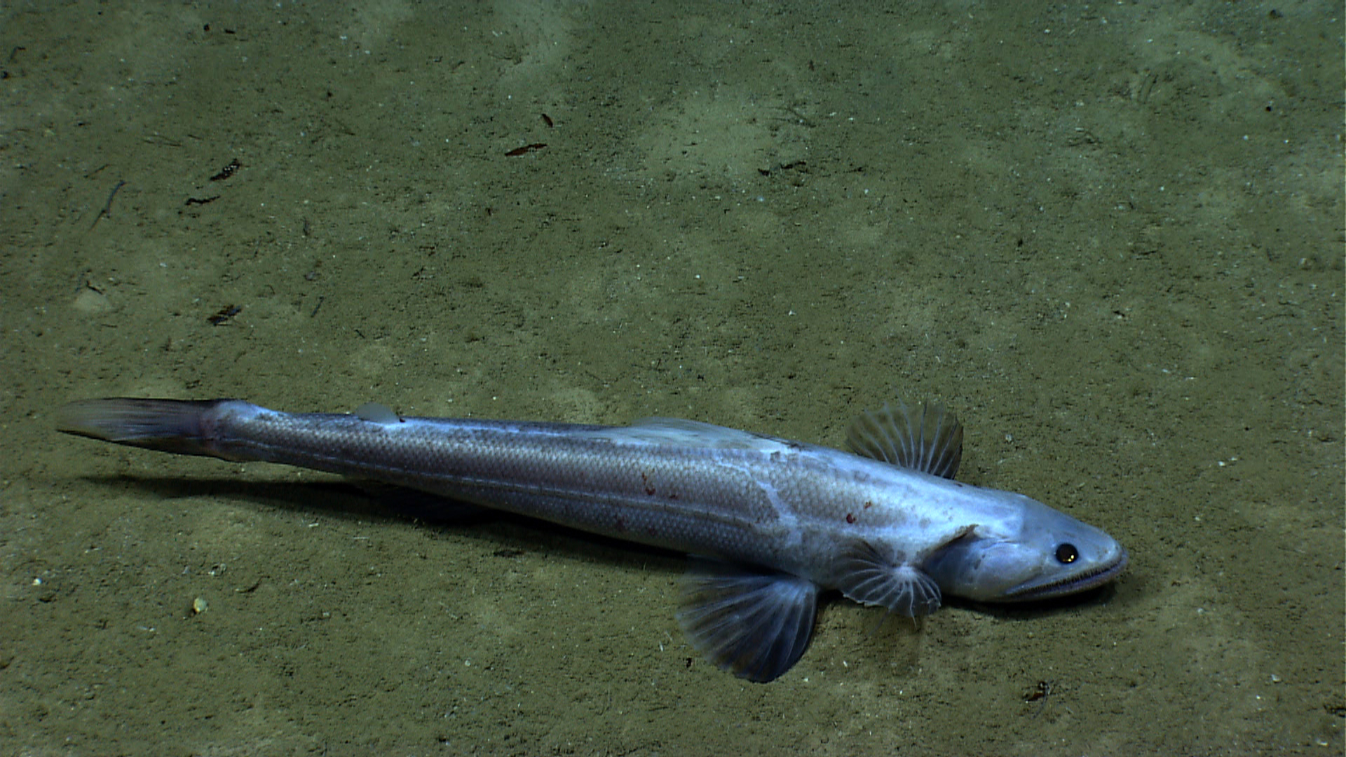 pl23_expn3426.jpg | National Oceanic and Atmospheric Administration