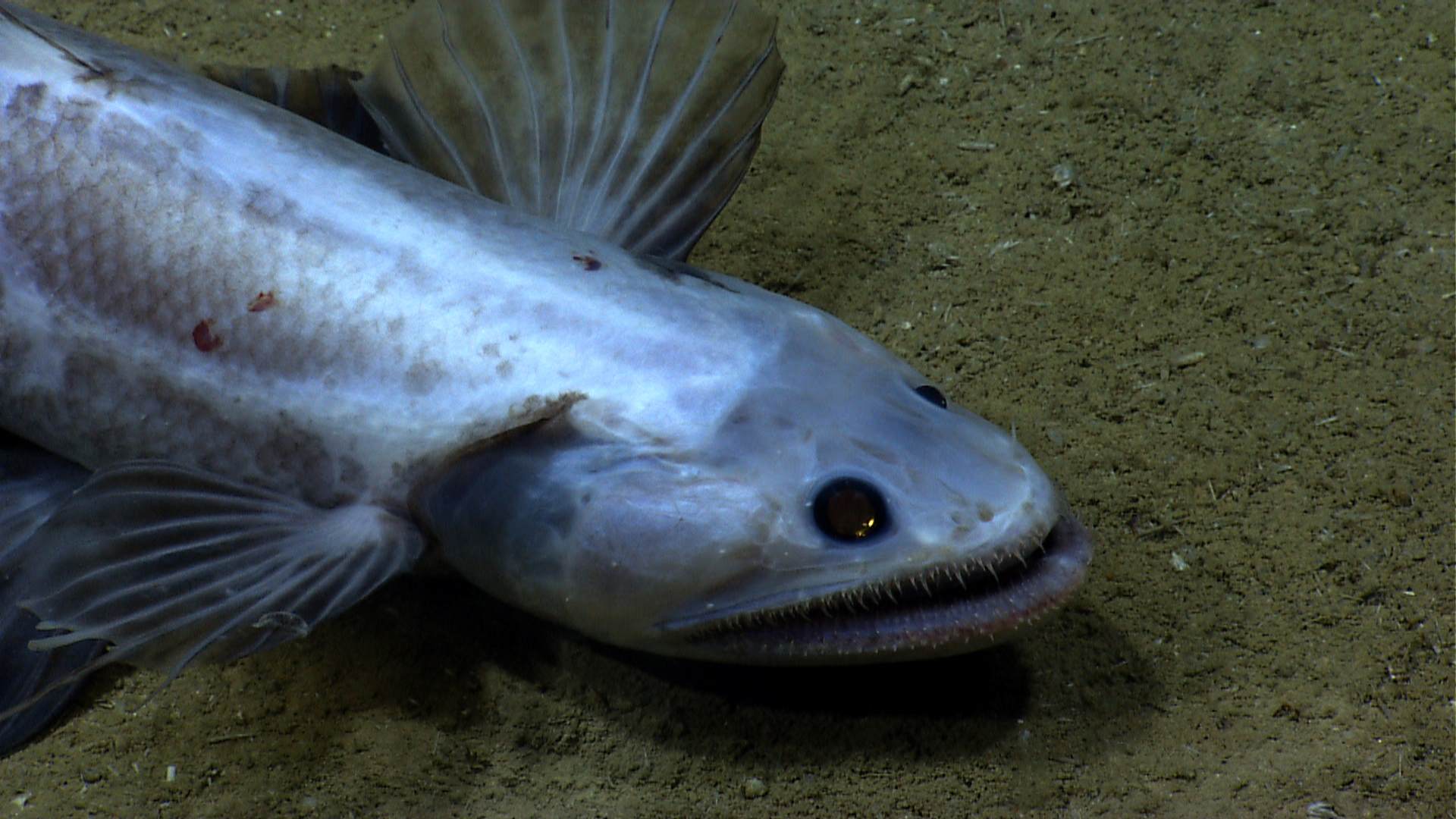 pl23_expn3427.jpg | National Oceanic and Atmospheric Administration