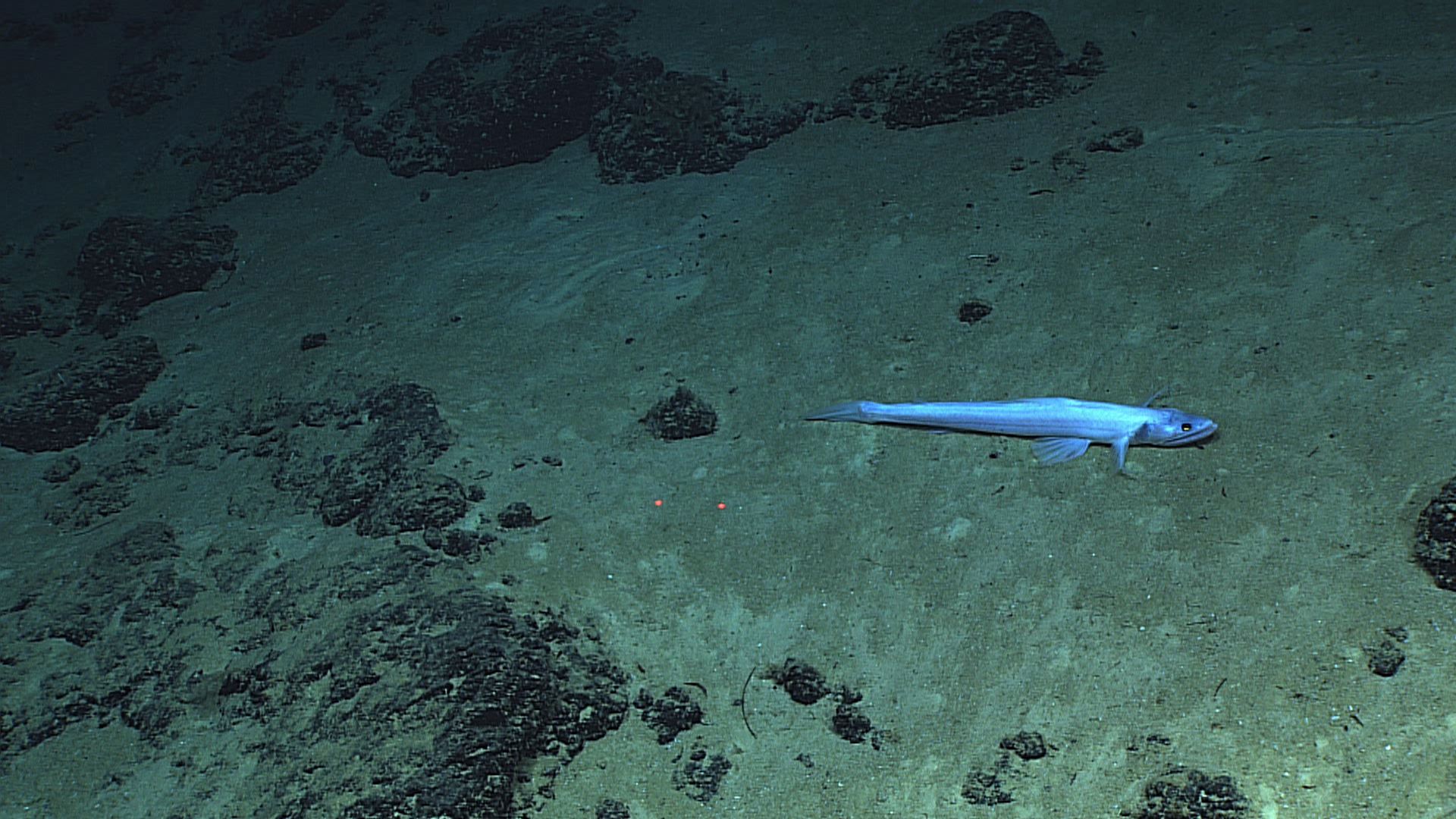 pl23_expn3429.jpg | National Oceanic and Atmospheric Administration