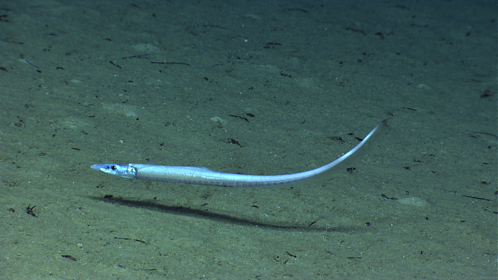 pl23_expn3435.jpg | National Oceanic and Atmospheric Administration