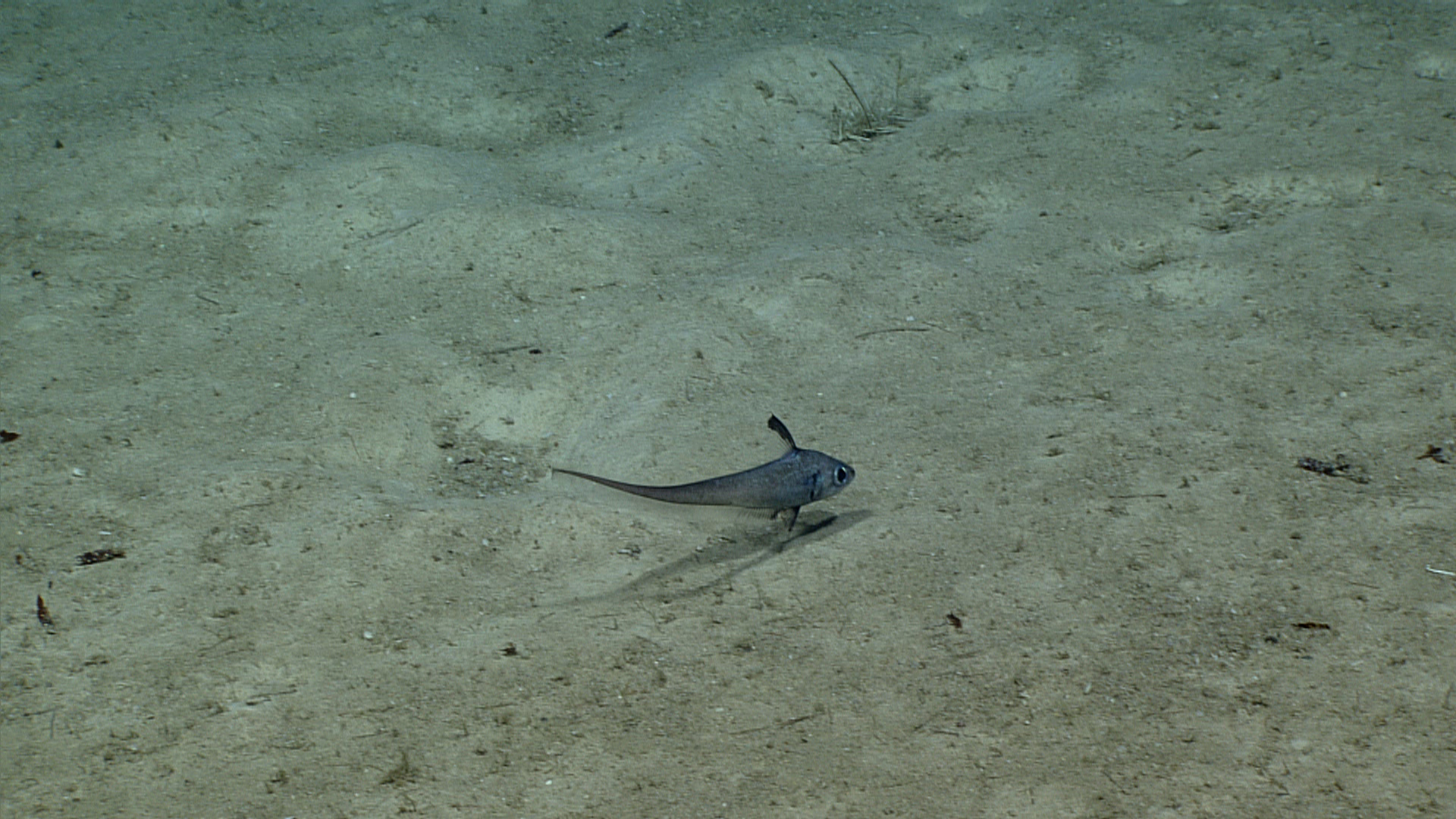 pl23_expn3446.jpg | National Oceanic and Atmospheric Administration