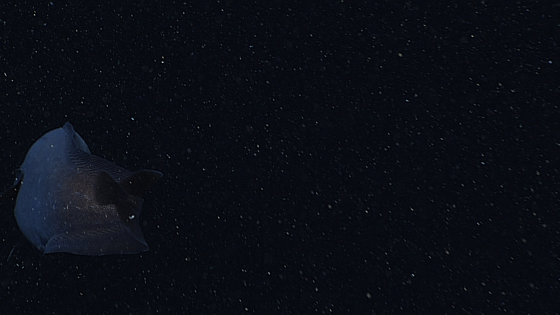 pl23_expn3452.jpg | National Oceanic and Atmospheric Administration