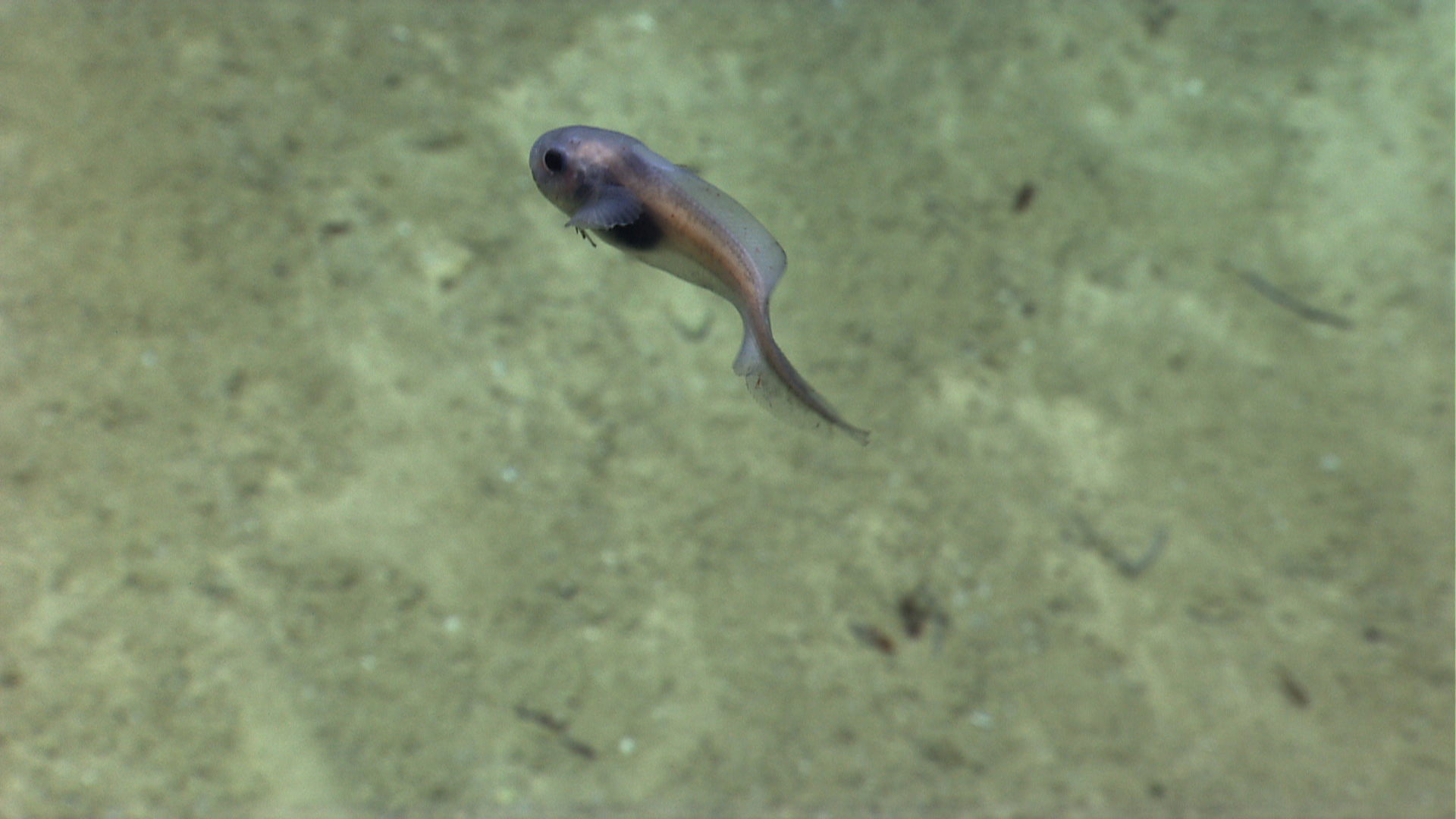 pl23_expn3465.jpg | National Oceanic and Atmospheric Administration