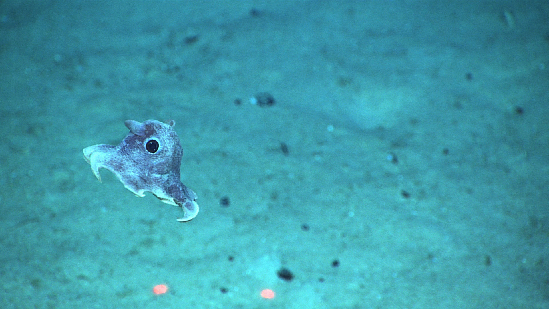 pl23_expn3482.jpg | National Oceanic and Atmospheric Administration