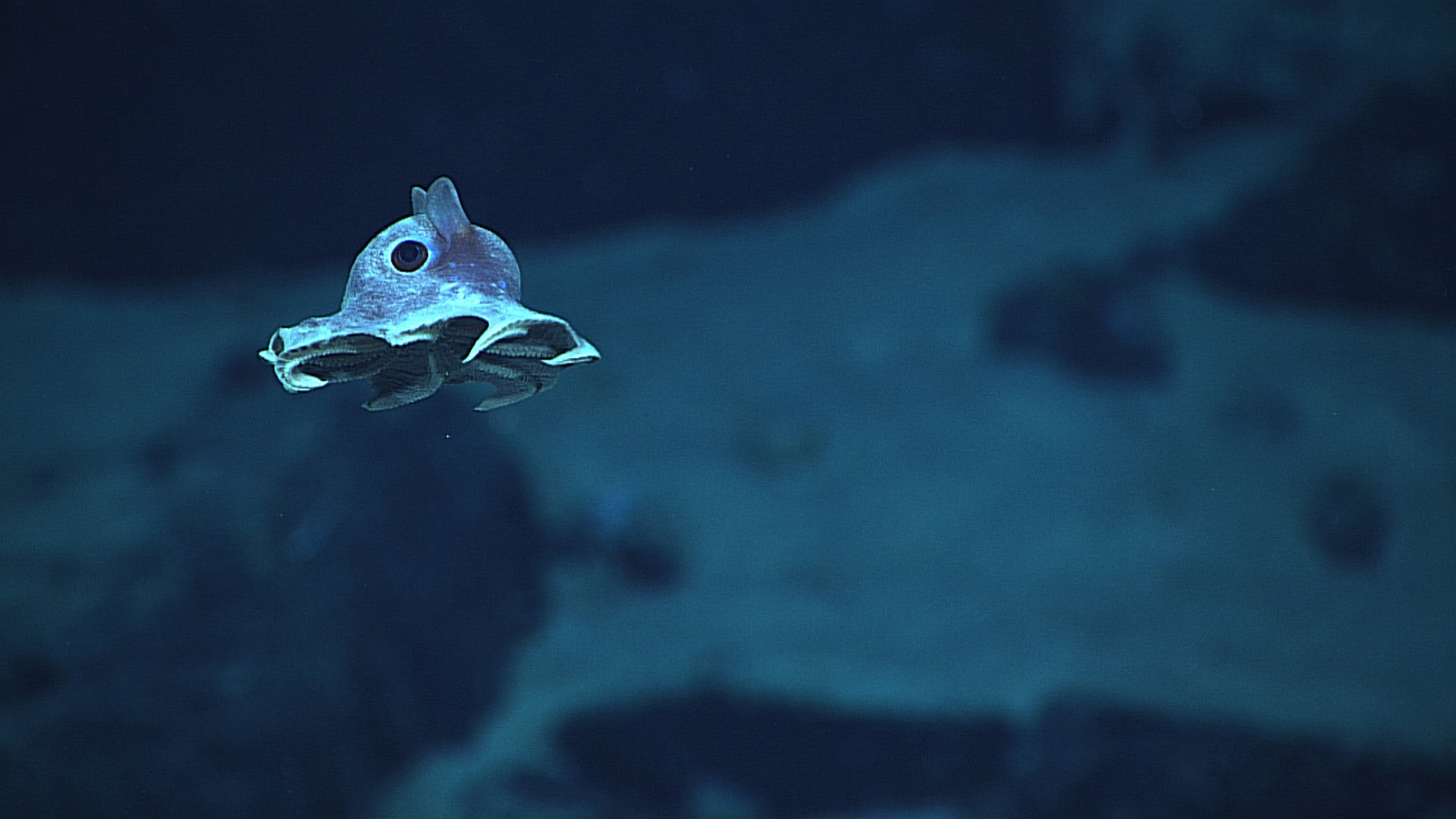 pl23_expn3484.jpg | National Oceanic and Atmospheric Administration