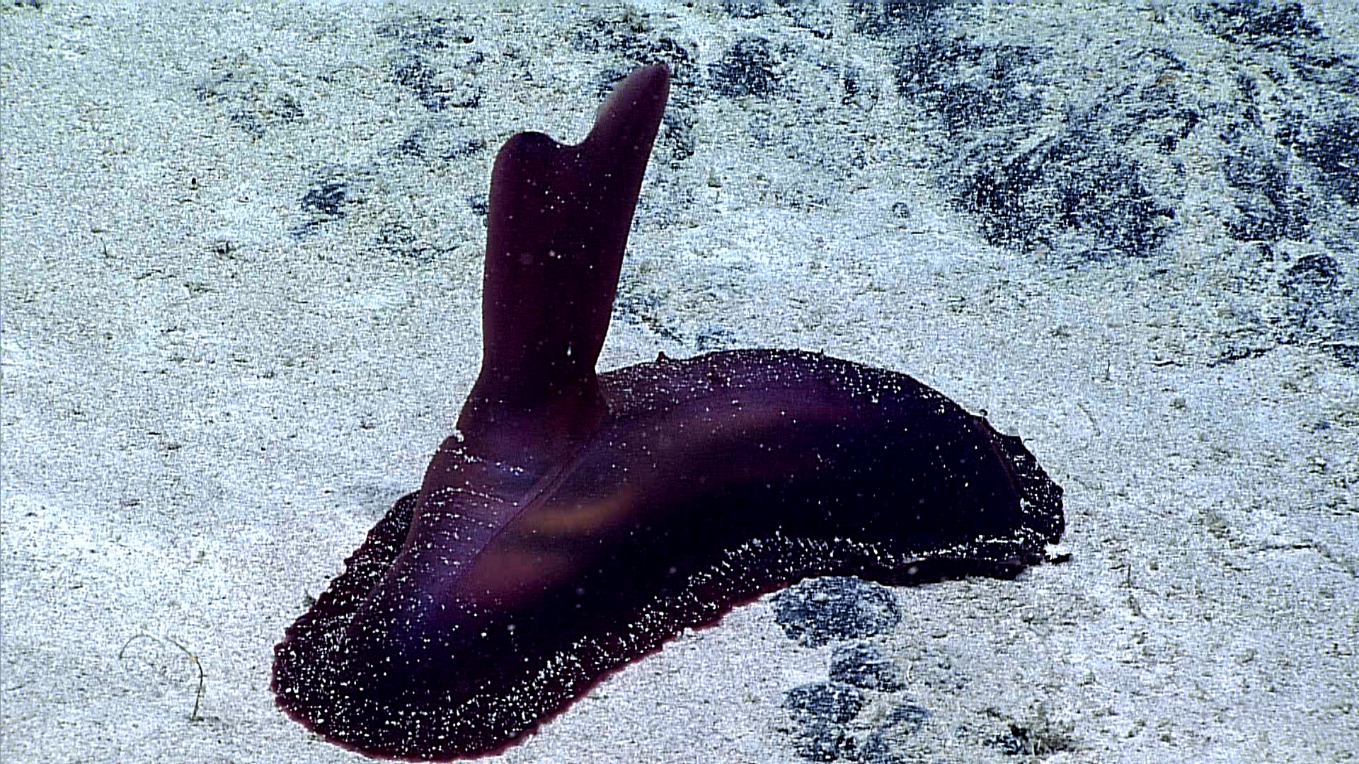 pl23_expn4597.jpg | National Oceanic and Atmospheric Administration