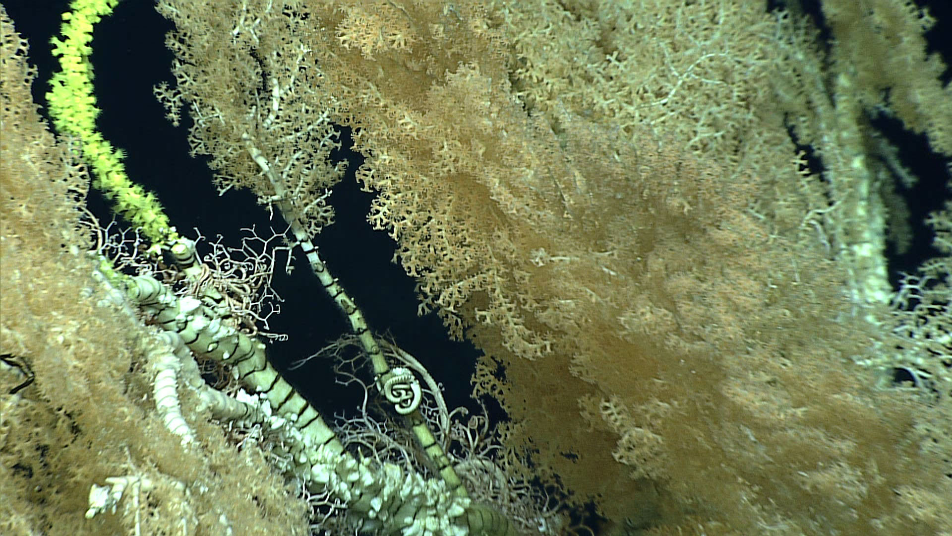 expn7443.jpg | National Oceanic and Atmospheric Administration