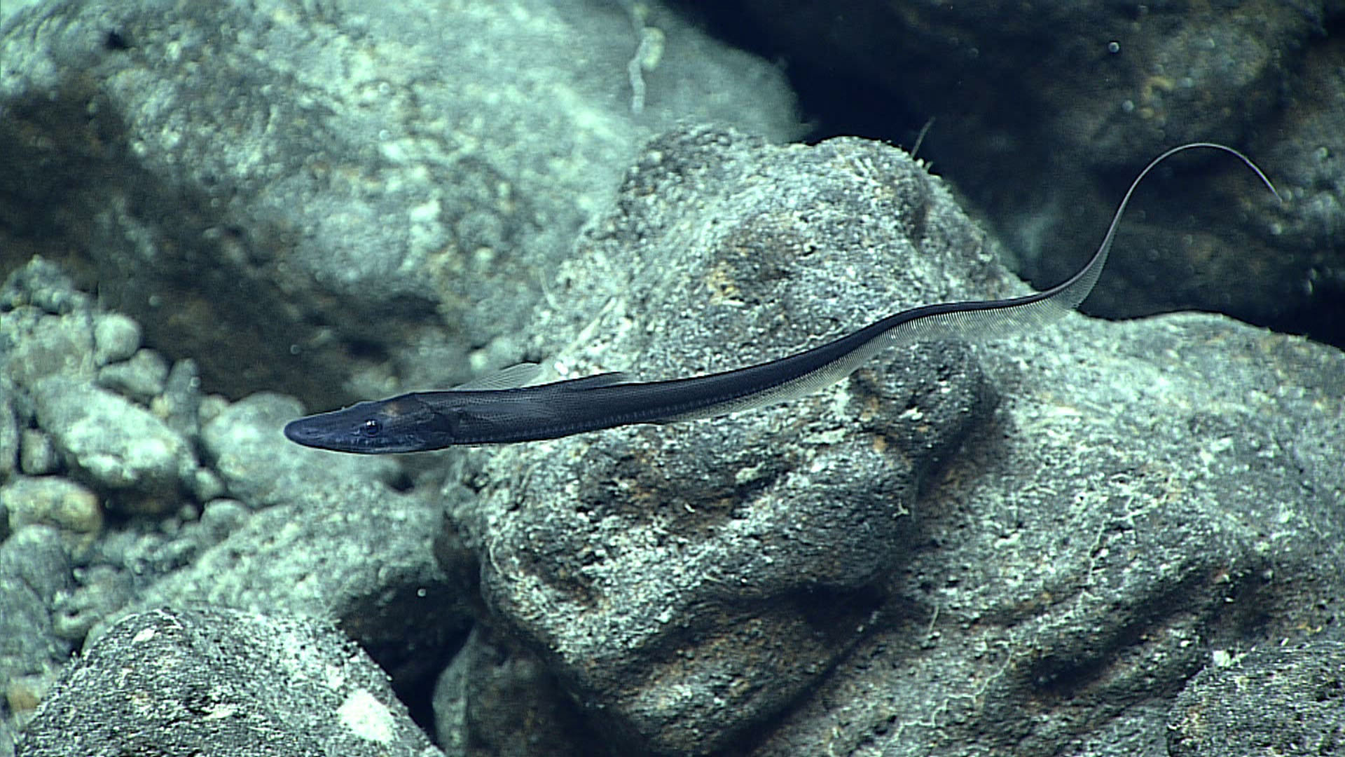 expn7954.jpg | National Oceanic and Atmospheric Administration