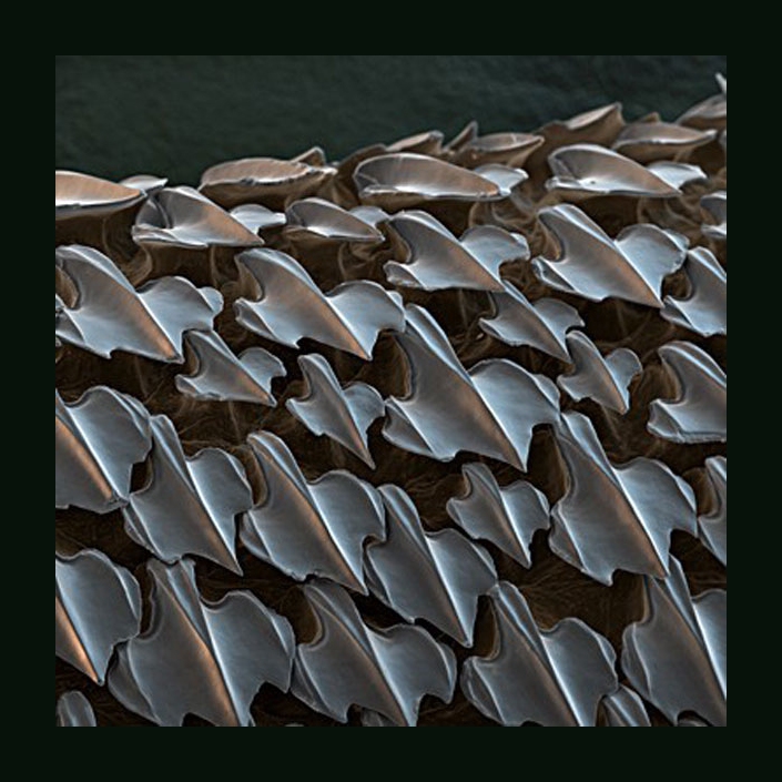 pl23_fis00001.jpg | National Oceanic and Atmospheric Administration