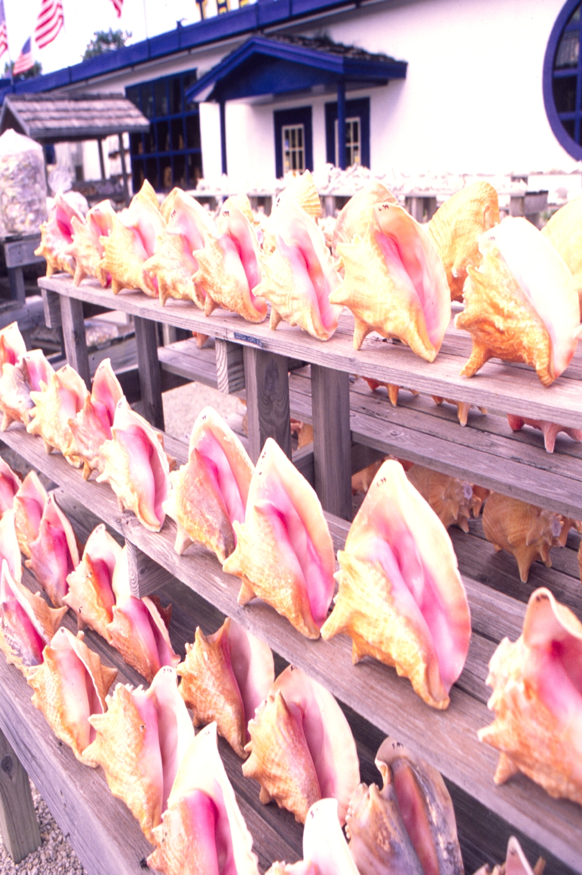fish1700.jpg | National Oceanic and Atmospheric Administration