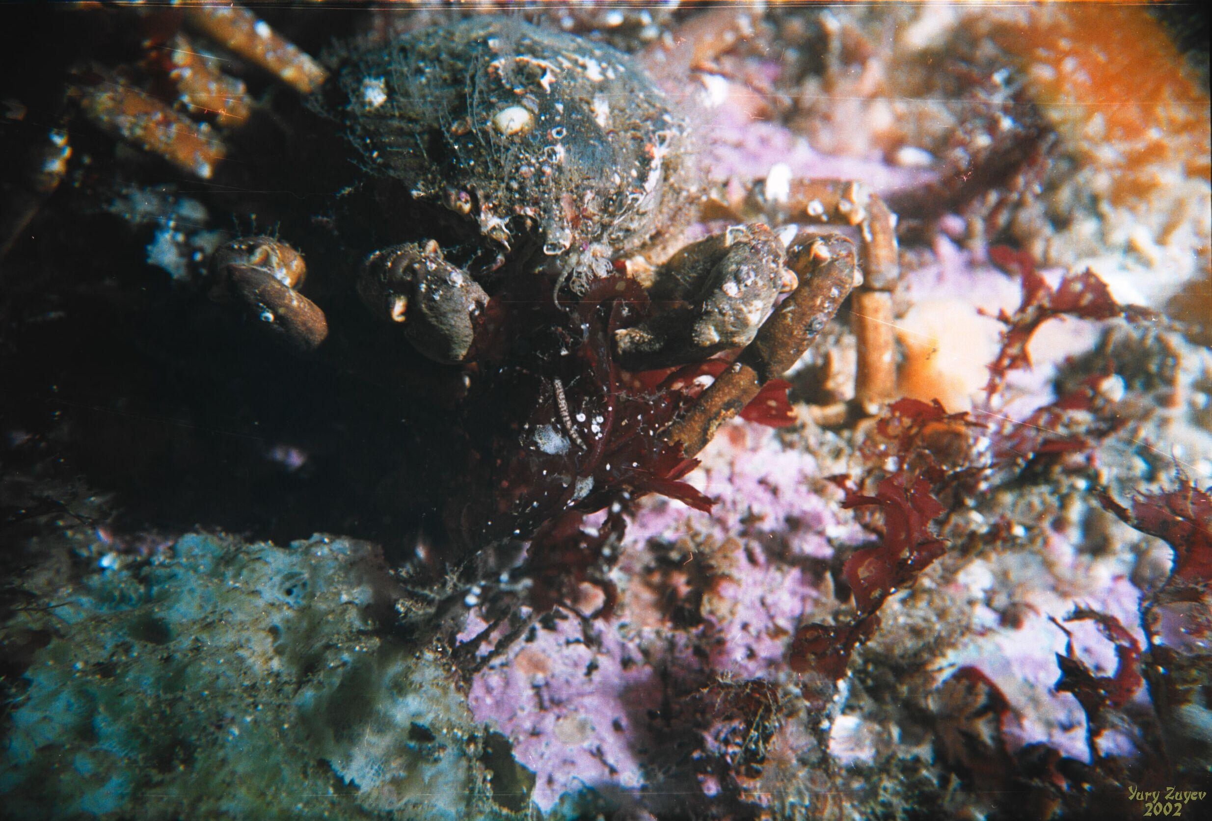 pl23_fish1713.jpg | National Oceanic and Atmospheric Administration