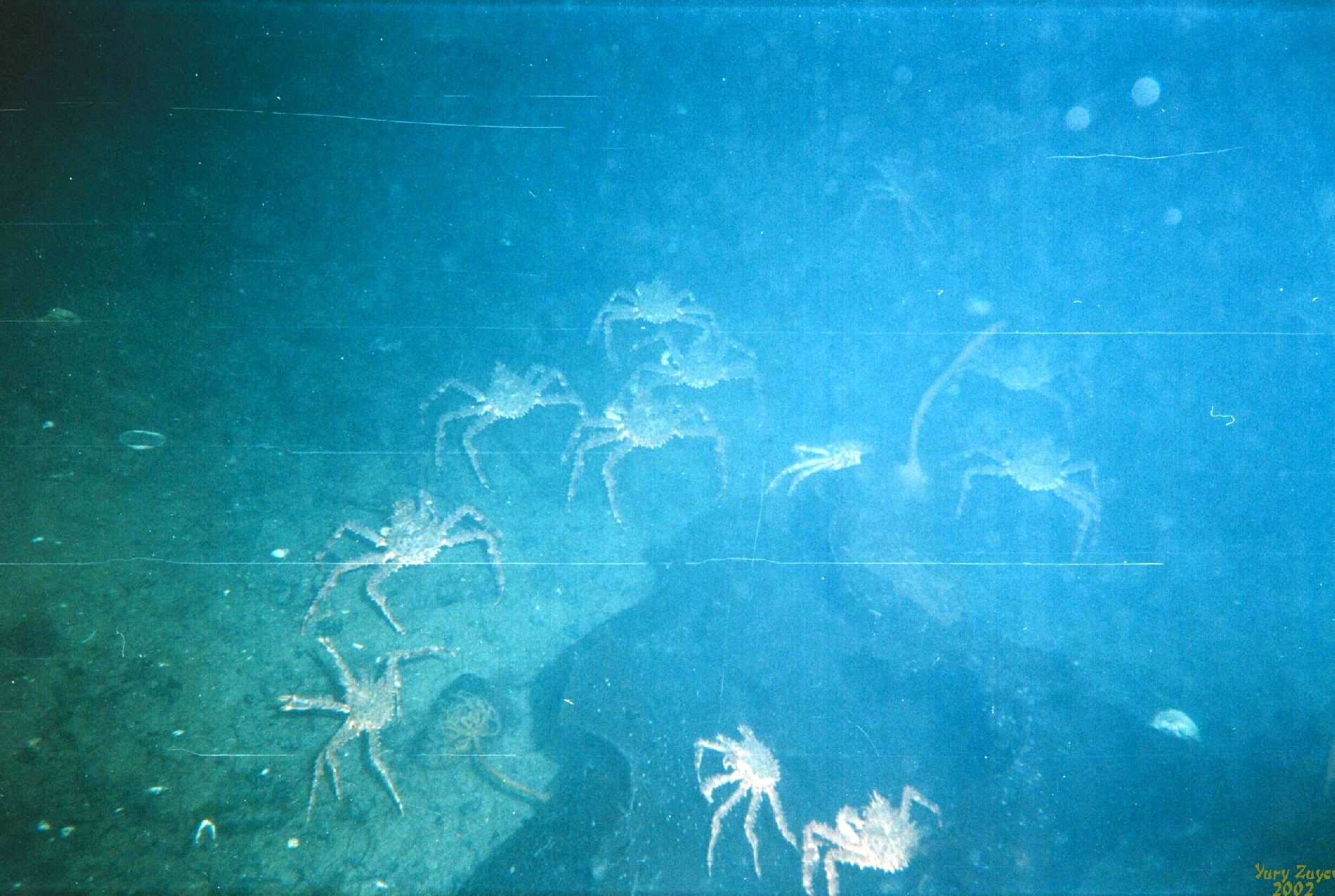 fish1715.jpg | National Oceanic and Atmospheric Administration