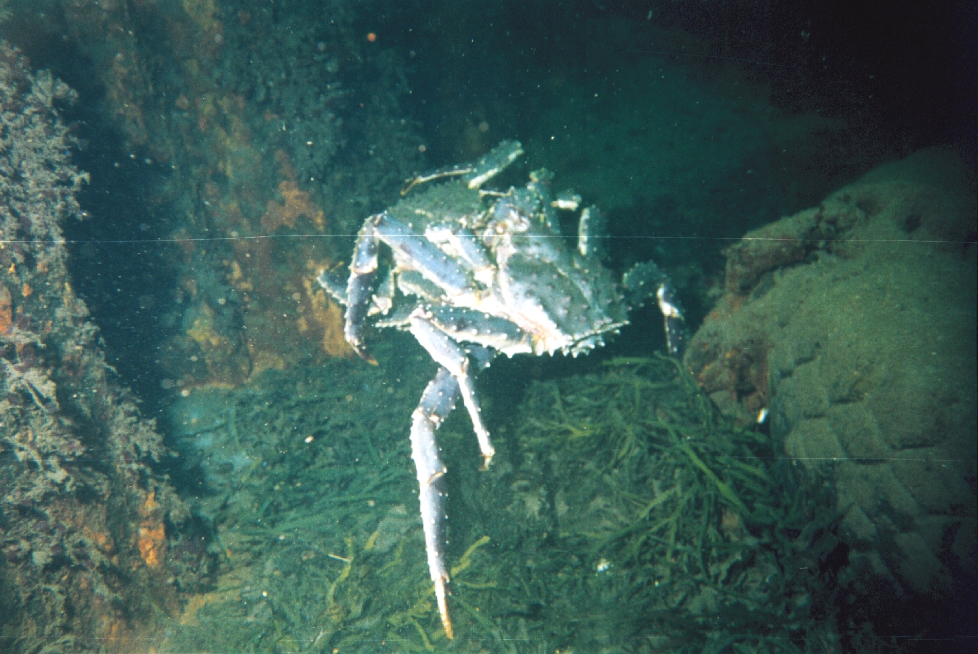 pl23_fish1795.jpg | National Oceanic and Atmospheric Administration