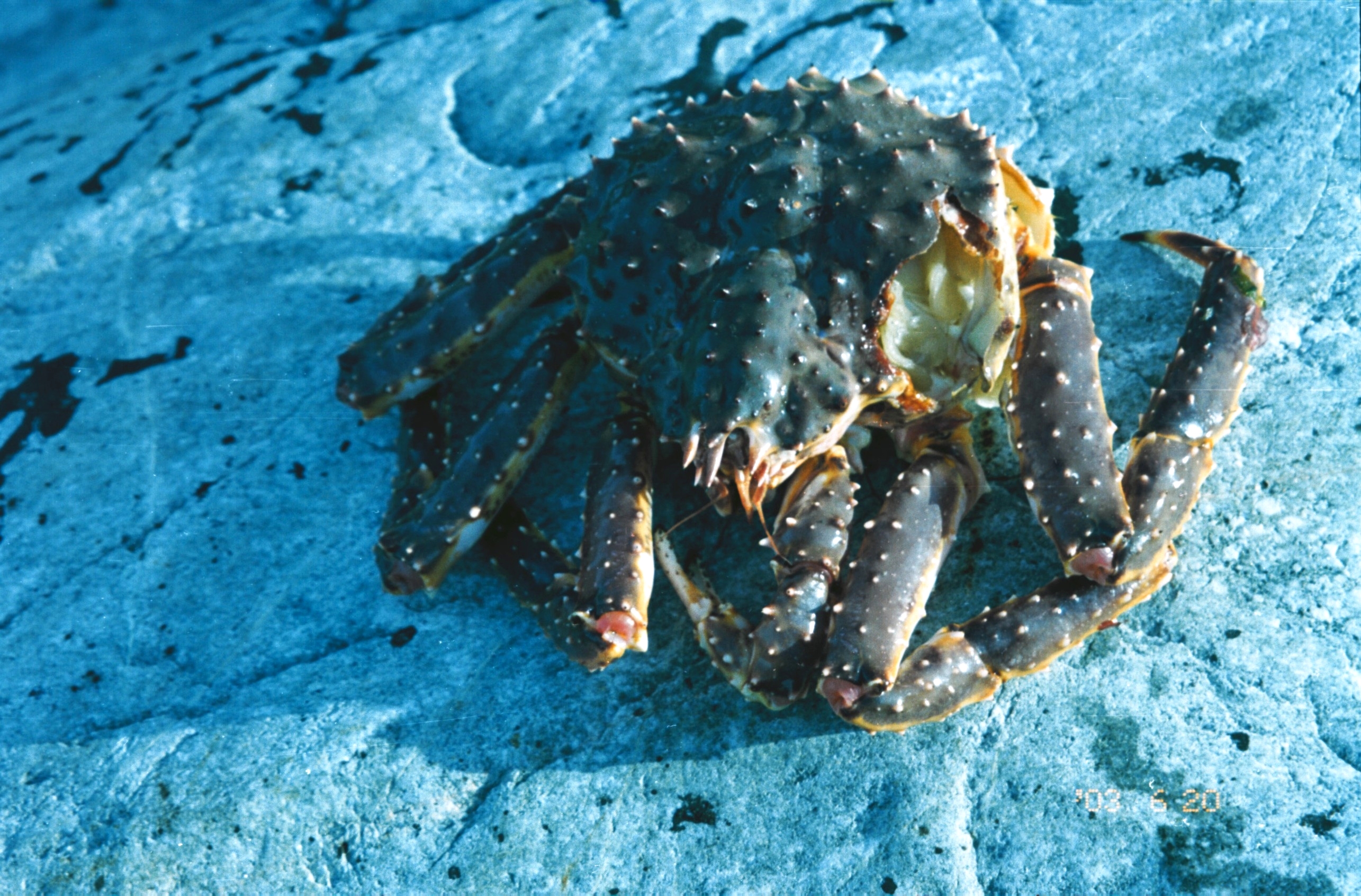 pl23_fish1847.jpg | National Oceanic and Atmospheric Administration