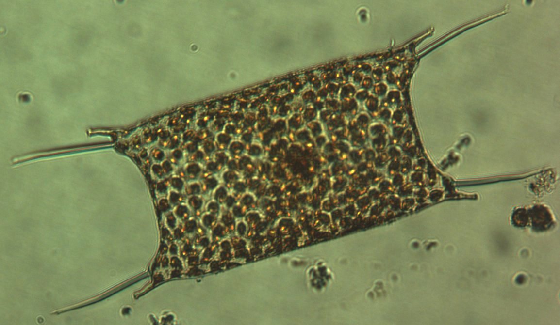 fish1894.jpg | National Oceanic and Atmospheric Administration