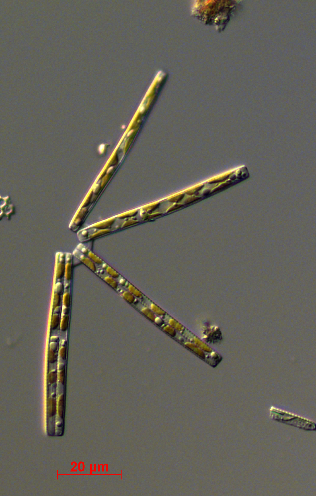 fish1901.jpg | National Oceanic and Atmospheric Administration