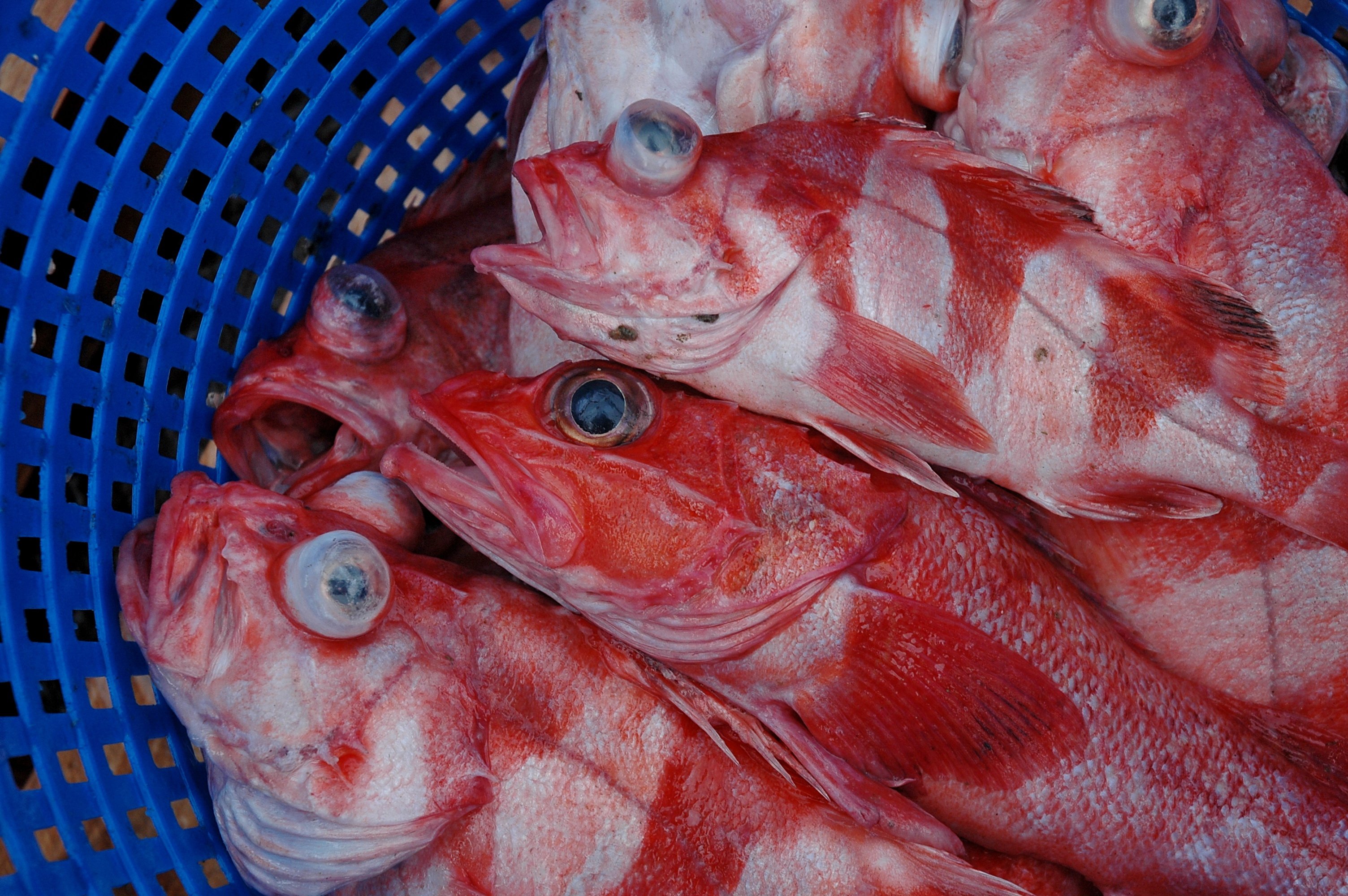 fish1929.jpg | National Oceanic and Atmospheric Administration
