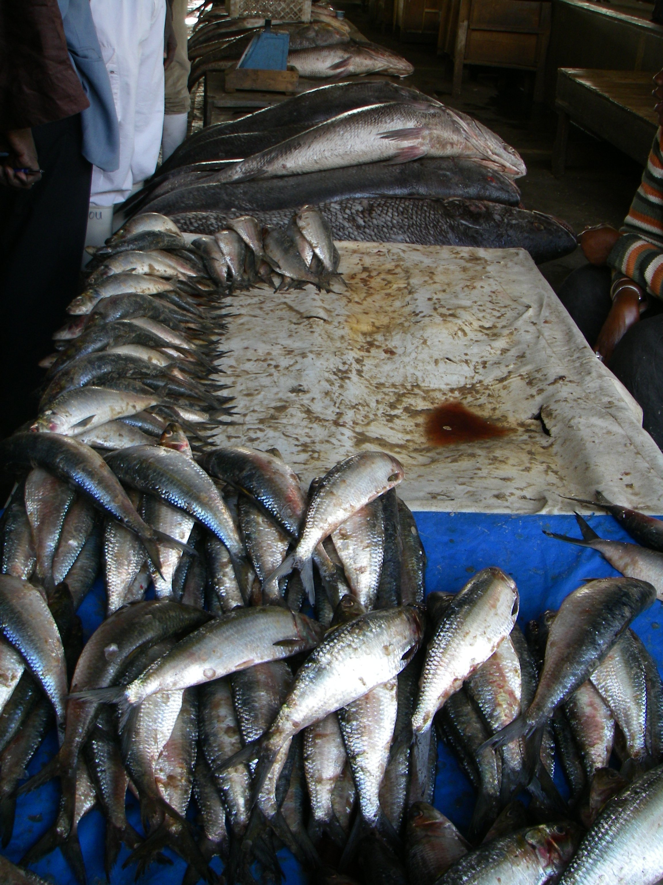 pl23_fish2323.jpg | National Oceanic and Atmospheric Administration