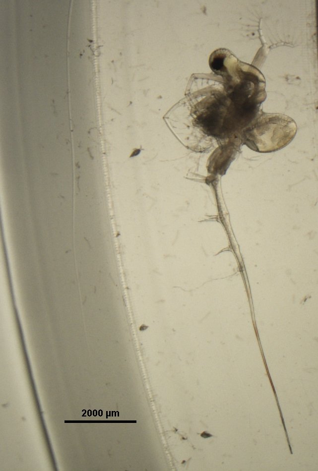 pl23_fish2441.jpg | National Oceanic and Atmospheric Administration