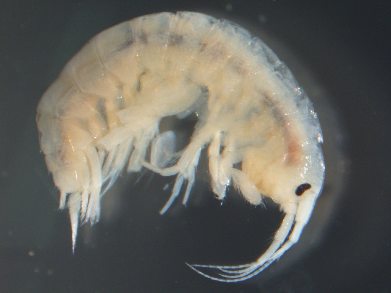 pl23_fish2442.jpg | National Oceanic and Atmospheric Administration
