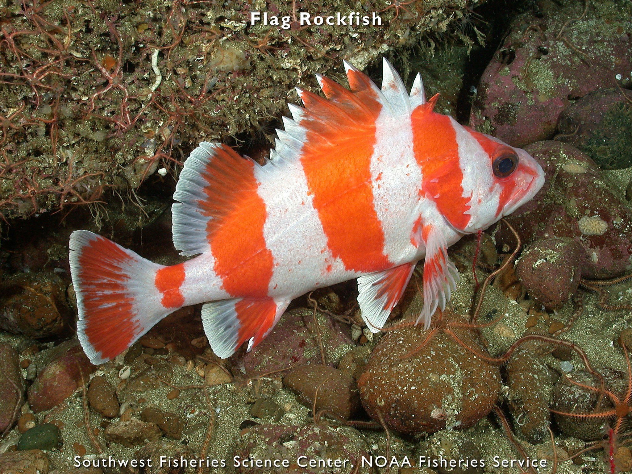 pl23_fish2487.jpg | National Oceanic and Atmospheric Administration