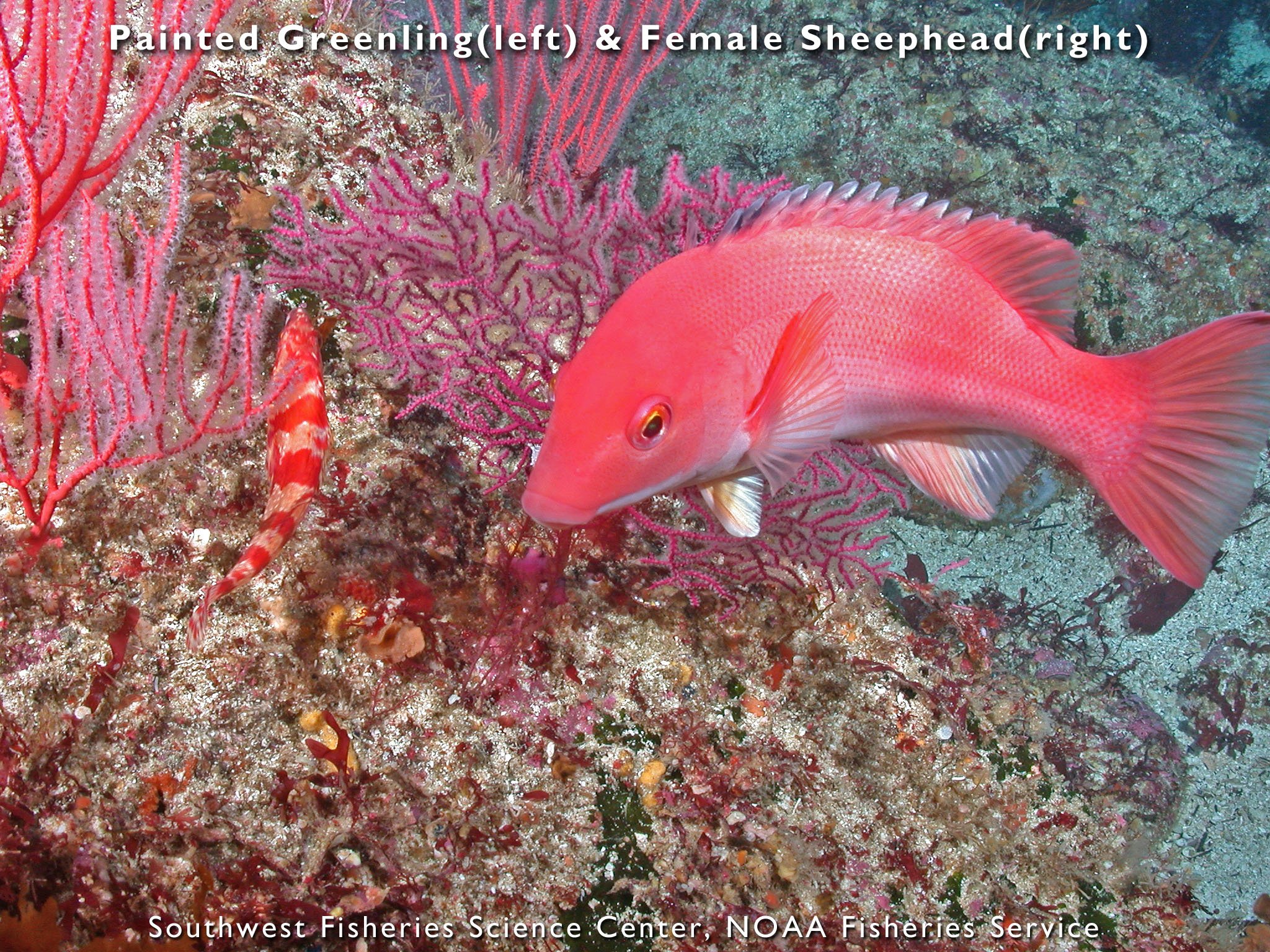 pl23_fish2488.jpg | National Oceanic and Atmospheric Administration