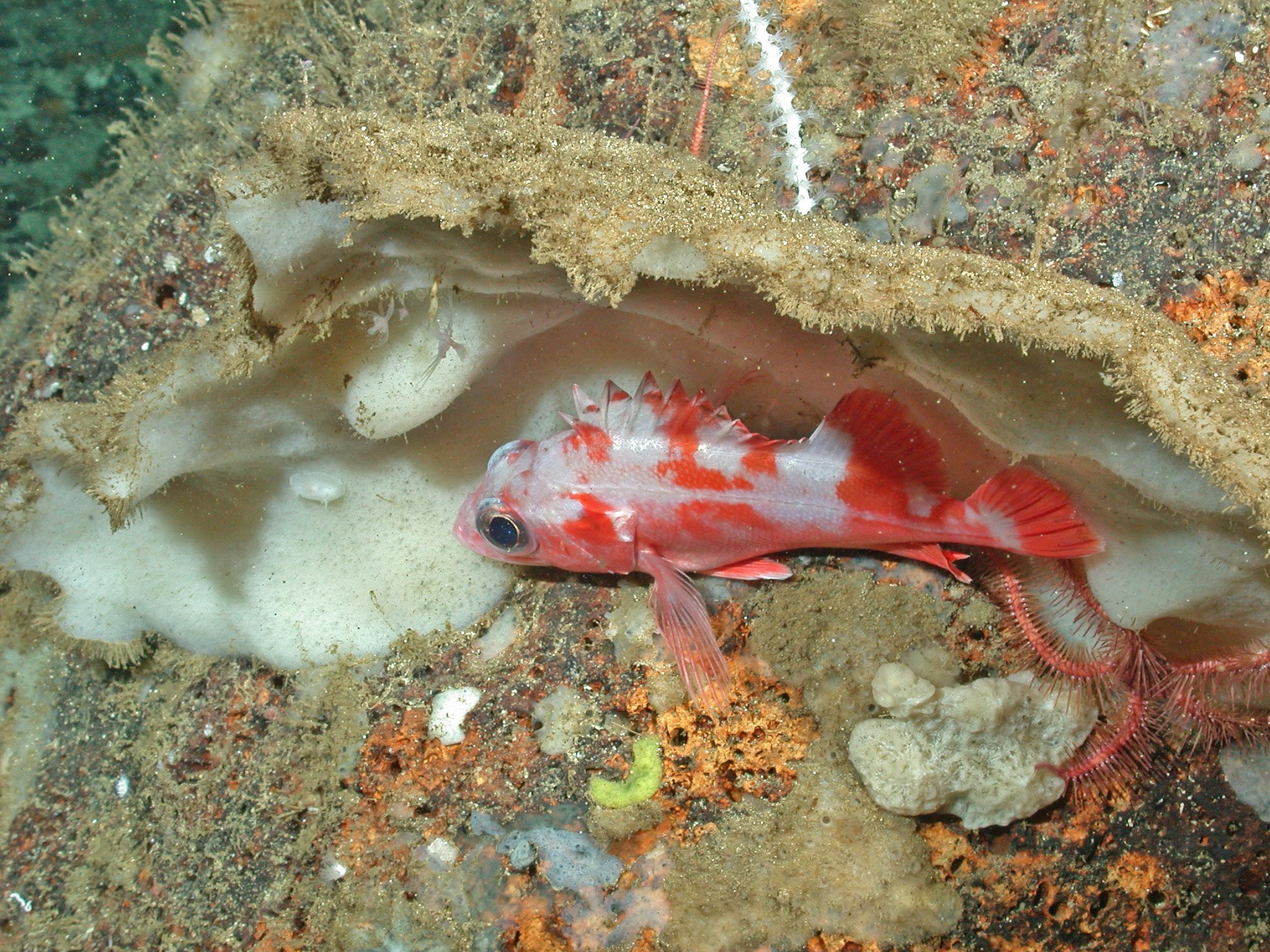 pl23_fish2519.jpg | National Oceanic and Atmospheric Administration