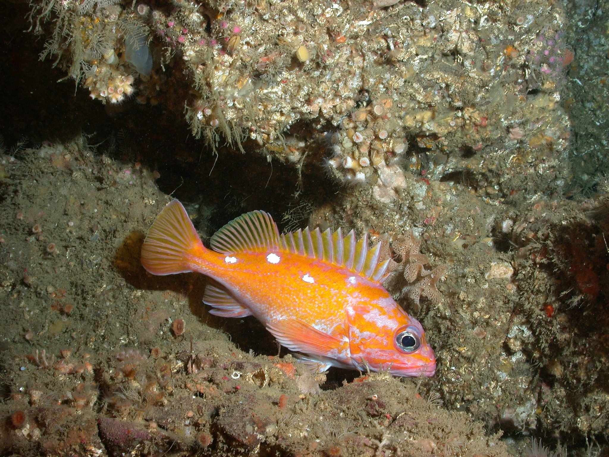 pl23_fish2528.jpg | National Oceanic and Atmospheric Administration