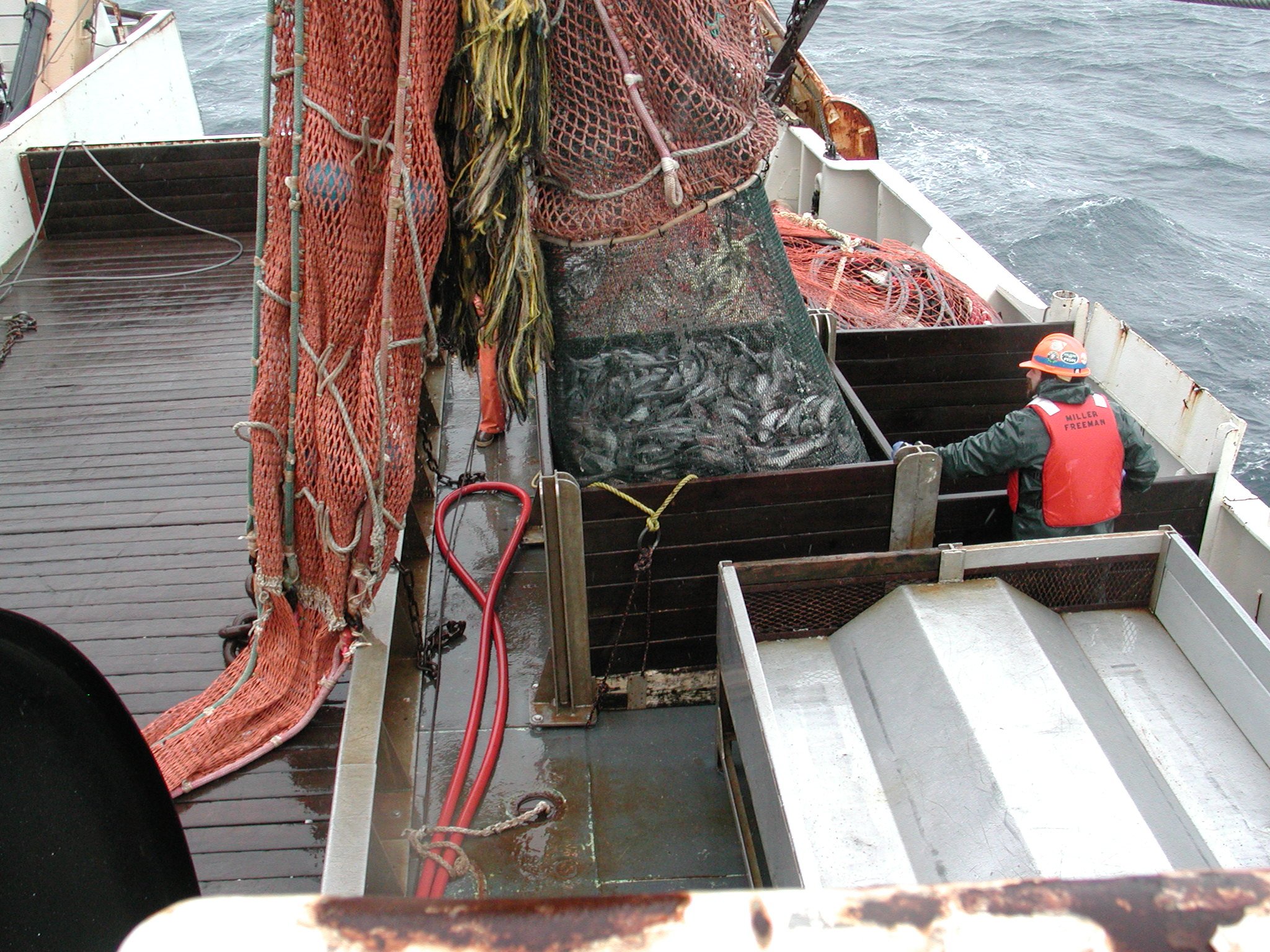 fish2556.jpg | National Oceanic and Atmospheric Administration