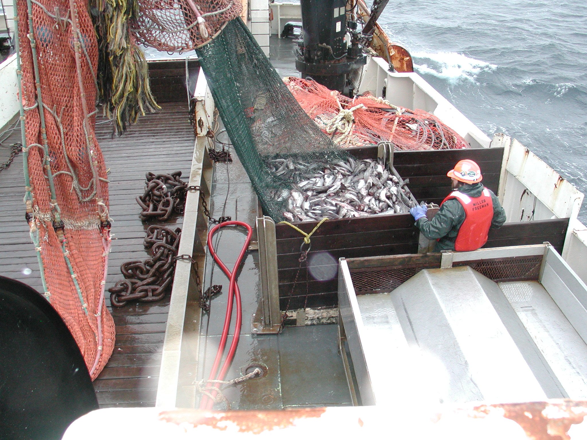 pl23_fish2557.jpg | National Oceanic and Atmospheric Administration