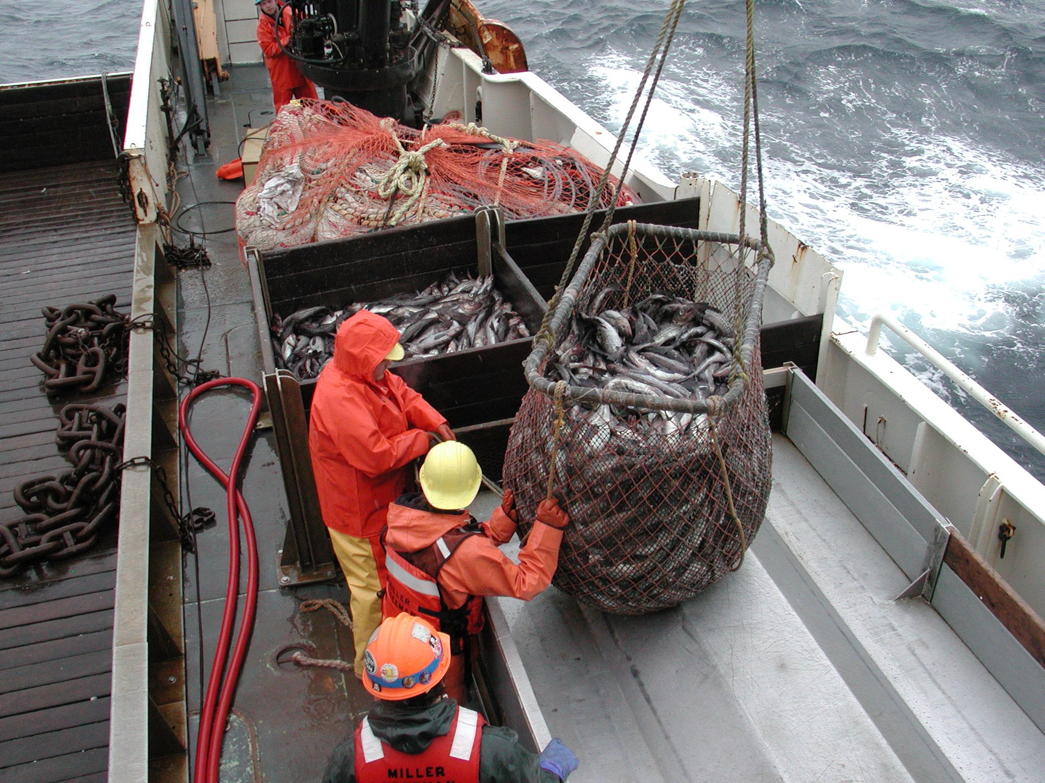 fish2563.jpg | National Oceanic and Atmospheric Administration