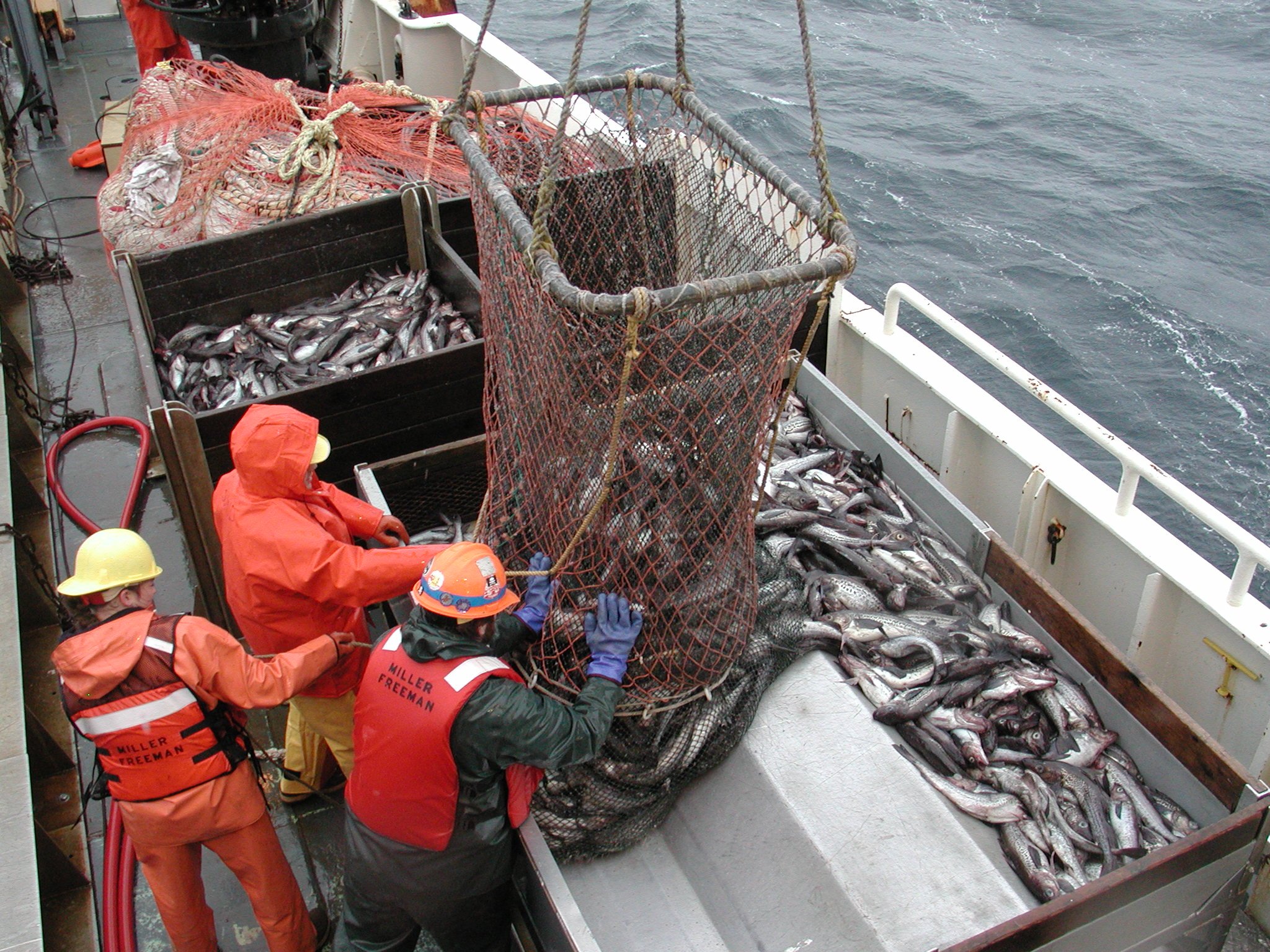 pl23_fish2564.jpg | National Oceanic and Atmospheric Administration