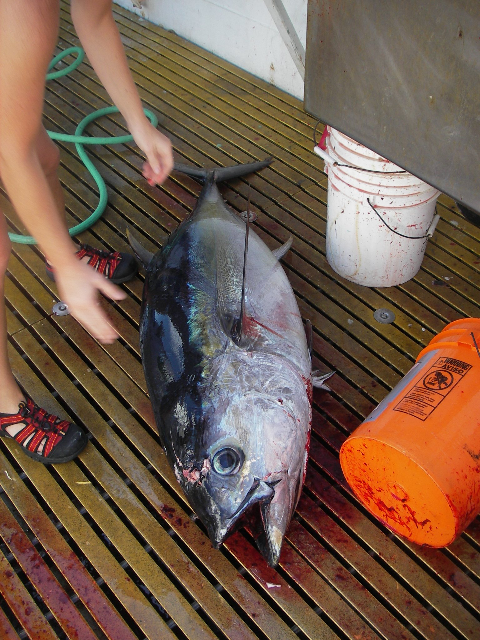 fish2666.jpg | National Oceanic and Atmospheric Administration