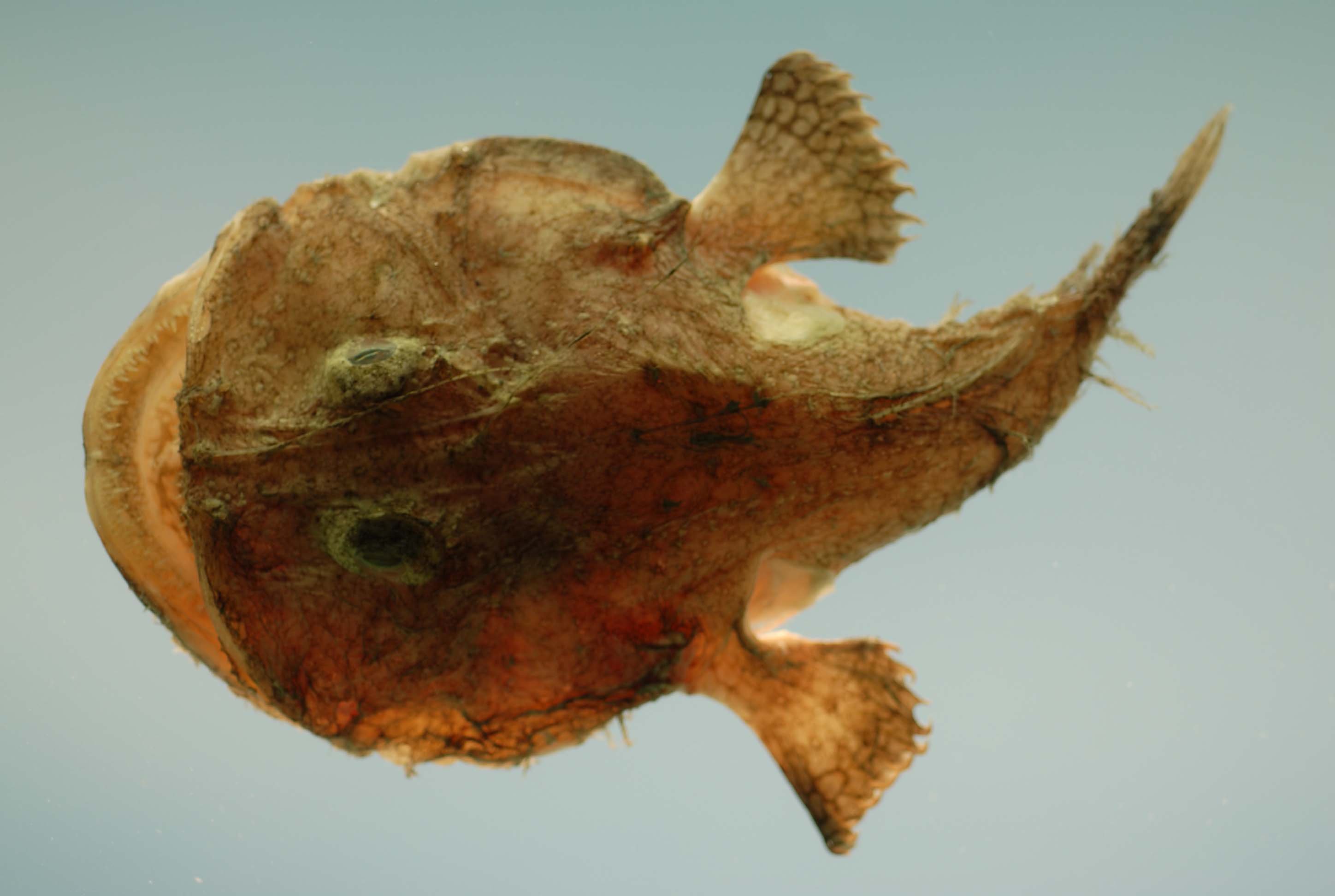 pl23_fish2696.jpg | National Oceanic and Atmospheric Administration