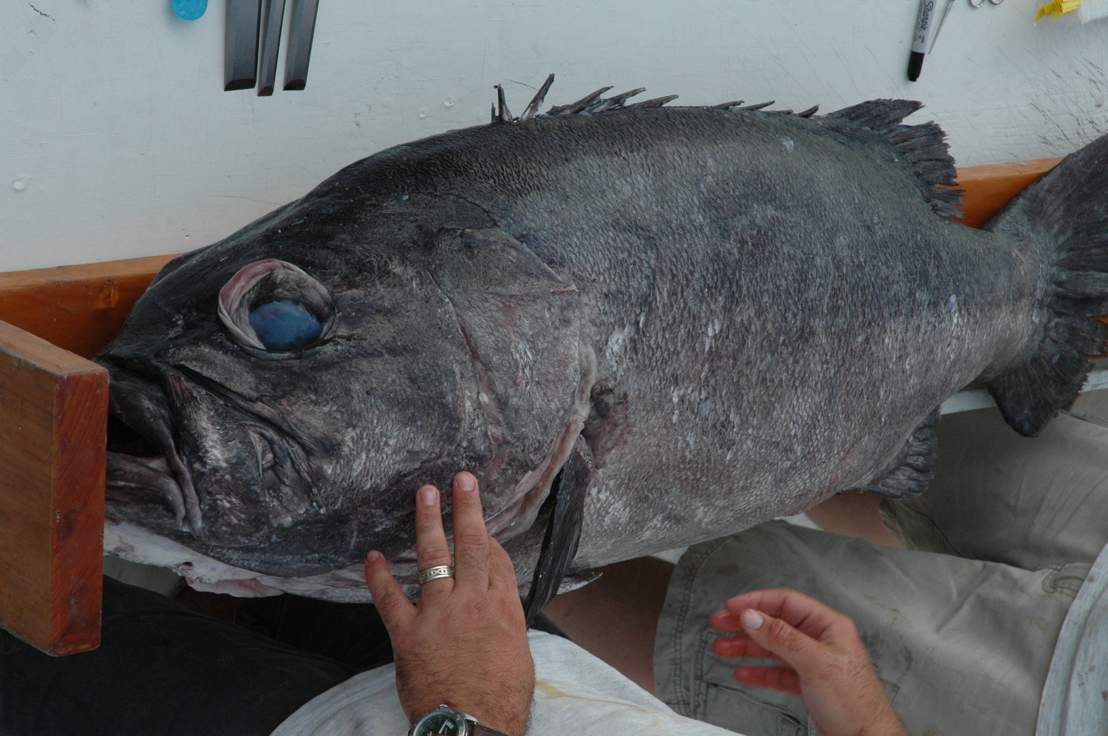 fish2709.jpg | National Oceanic and Atmospheric Administration