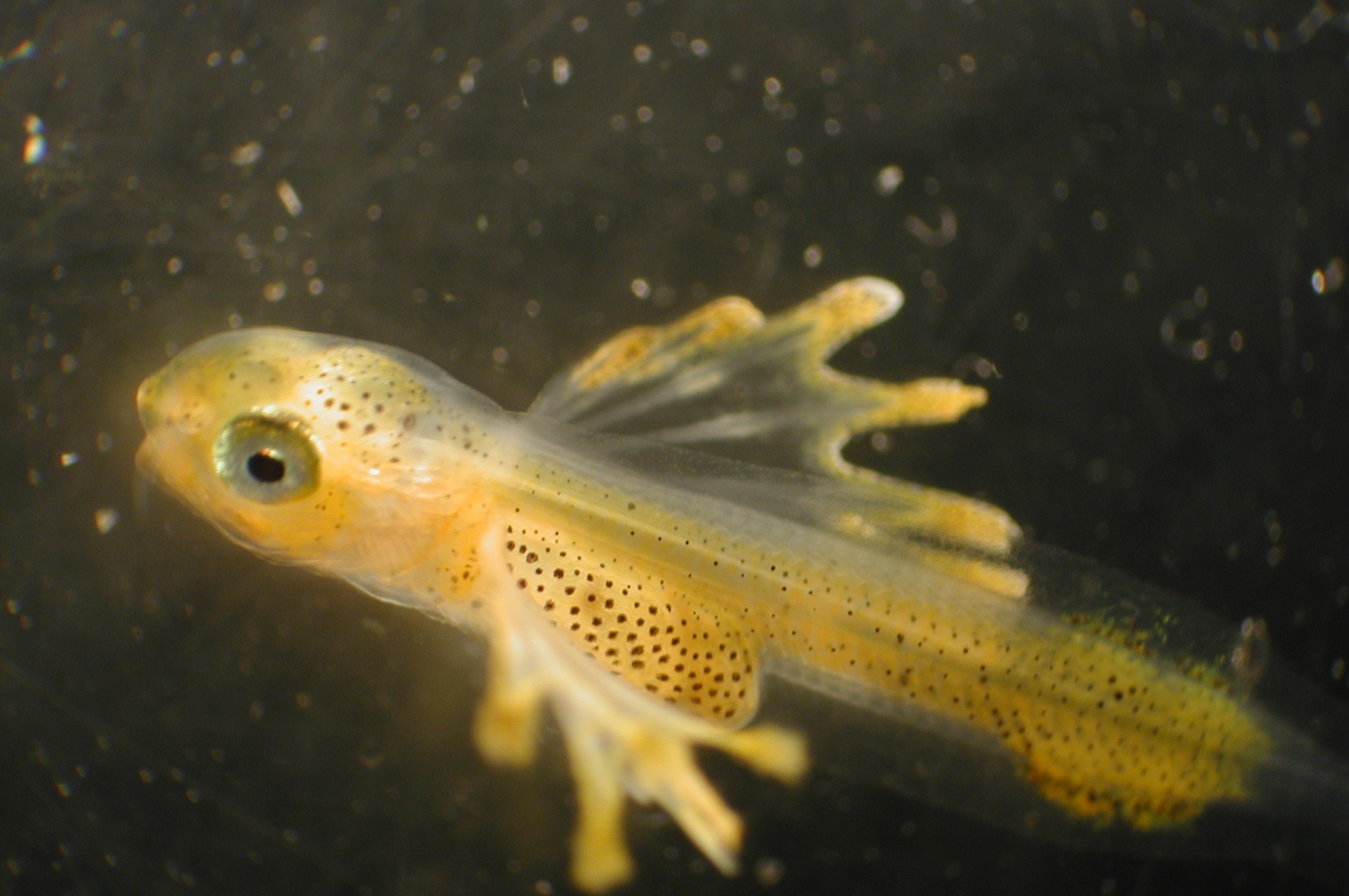 pl23_fish3420.jpg | National Oceanic and Atmospheric Administration