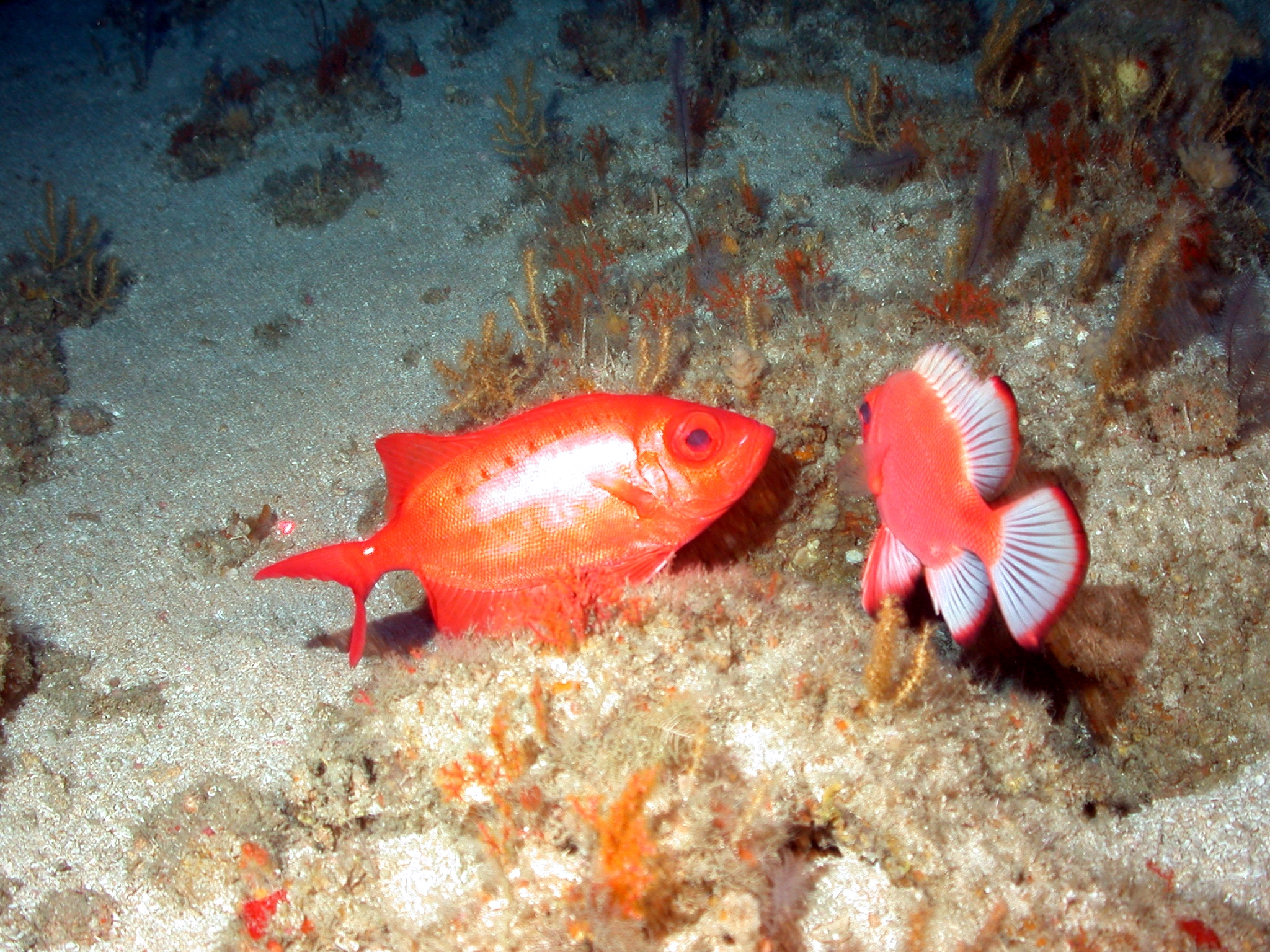 fish3865.jpg | National Oceanic and Atmospheric Administration