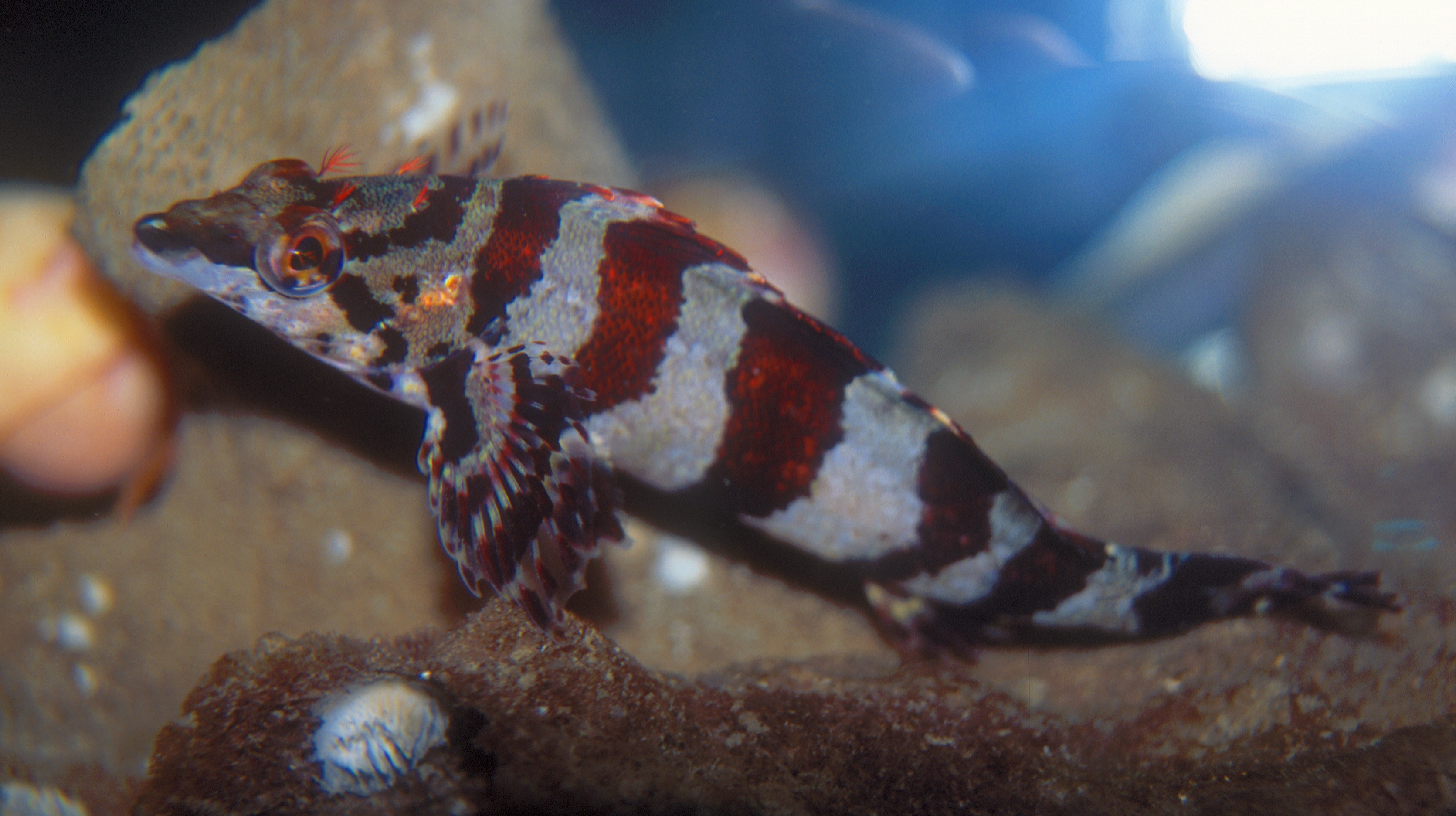 fish4012.jpg | National Oceanic and Atmospheric Administration